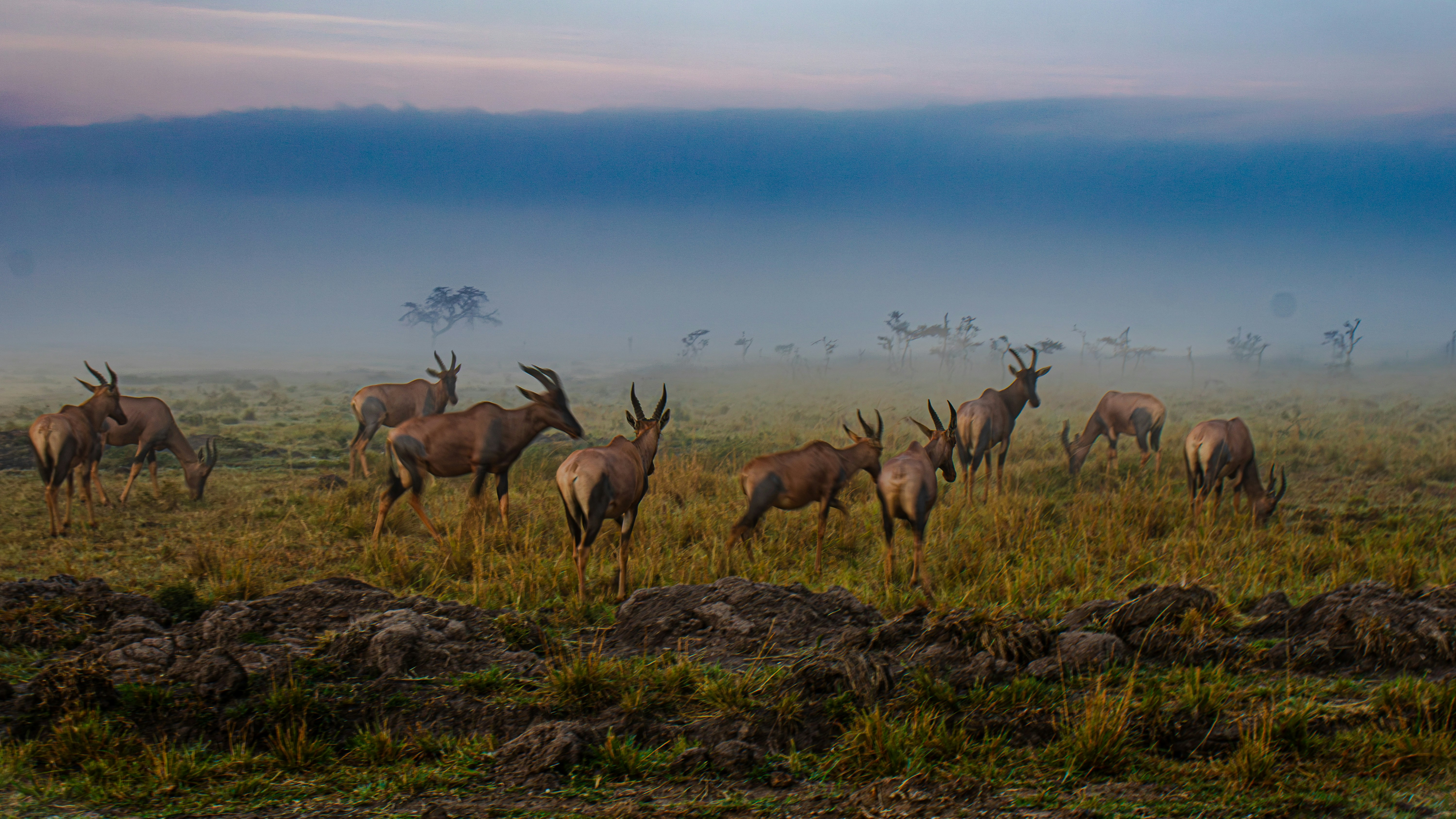 Herd at Dawn: A Serenade of Roaming Antlers