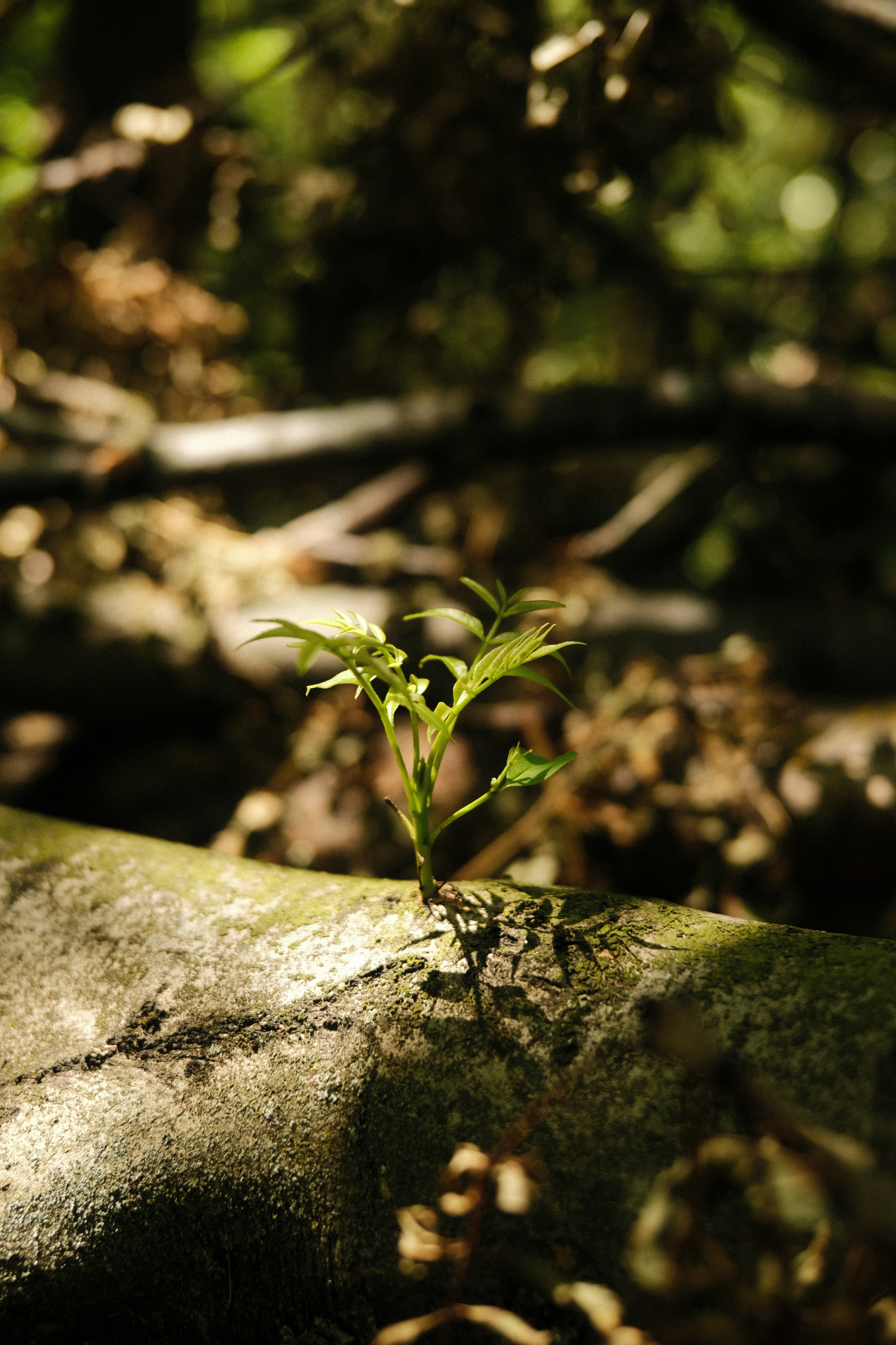 New Life on a Mossy Concrete: A Tiny Plant Breaks Through