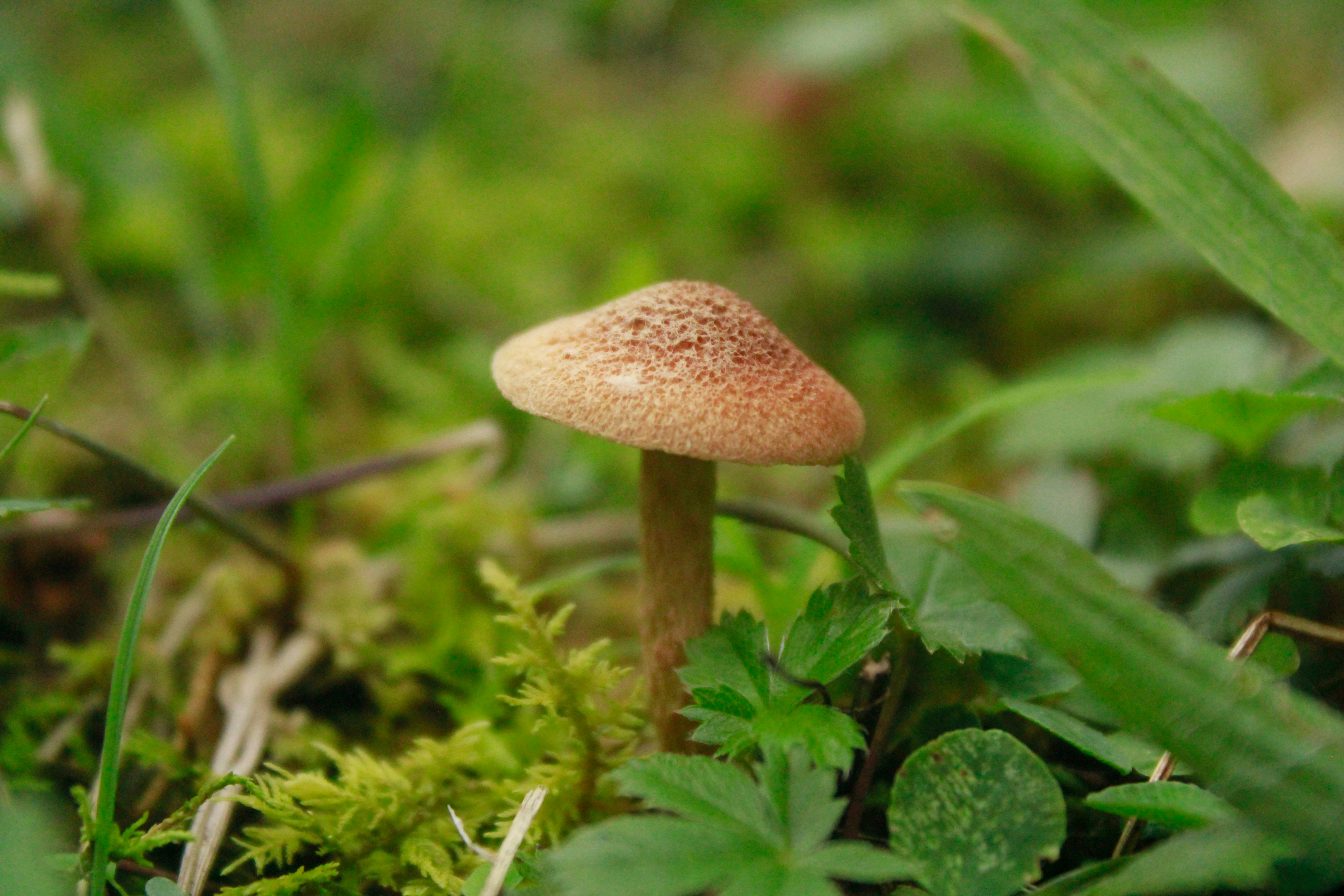 Mossy Forest Tabletop: A Lone Mushroom Emerges among Greenery