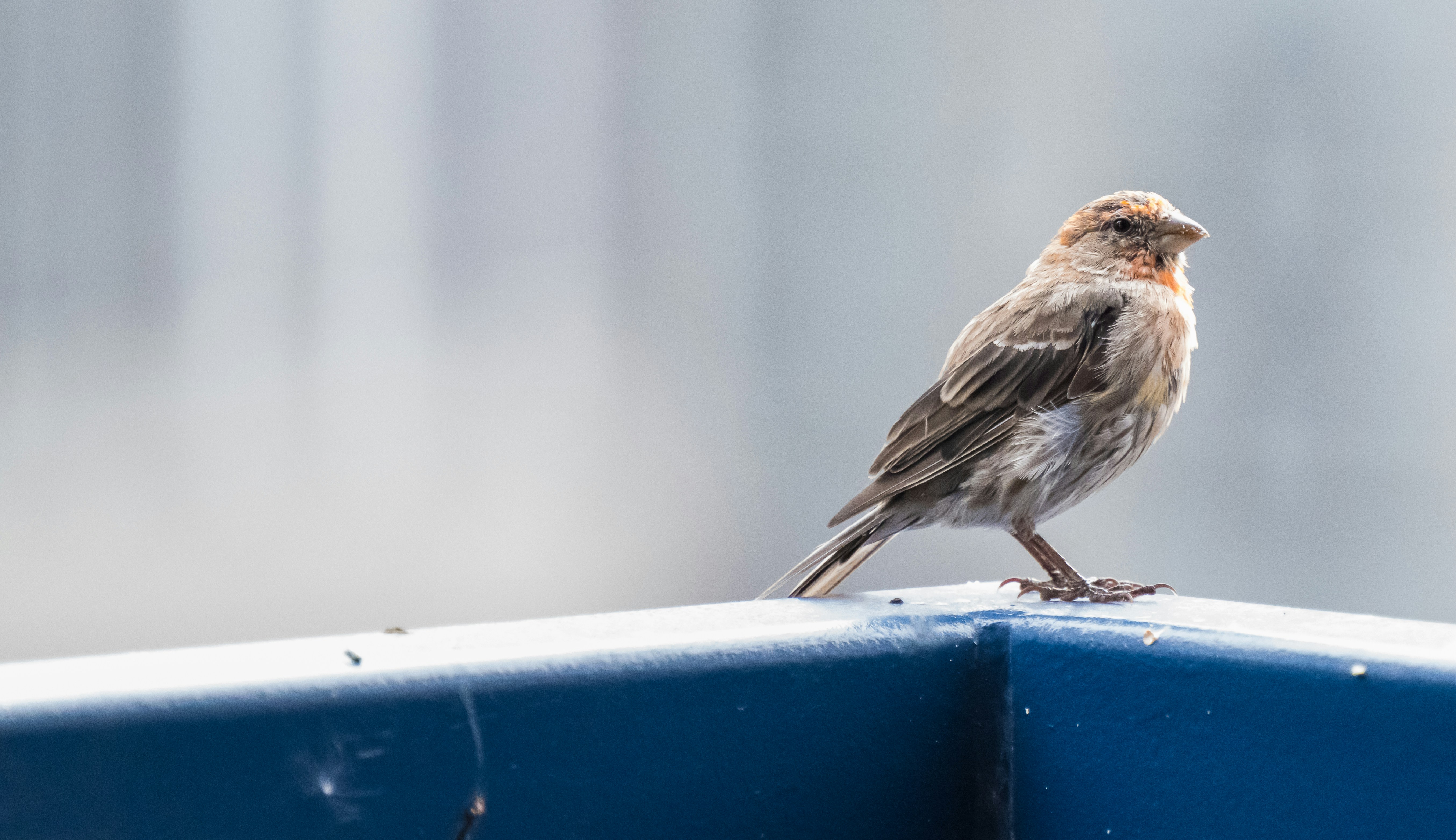 Grounded Traveler: a small bird perched at the railing edge