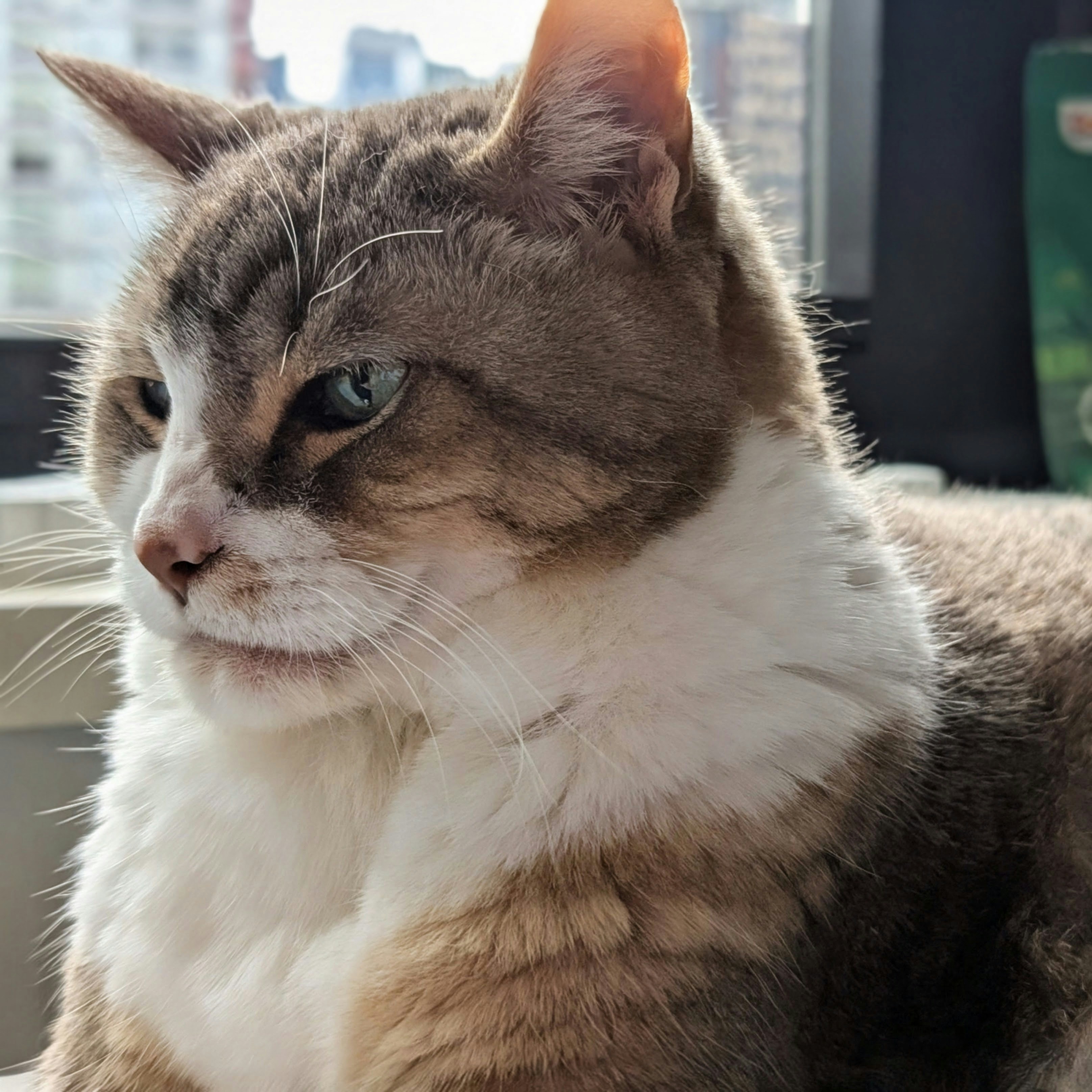 Close-up of a tabby-and-white cat facing left, bathed in natural window light; soft fur textures and subtle background details hint at an indoor setting.