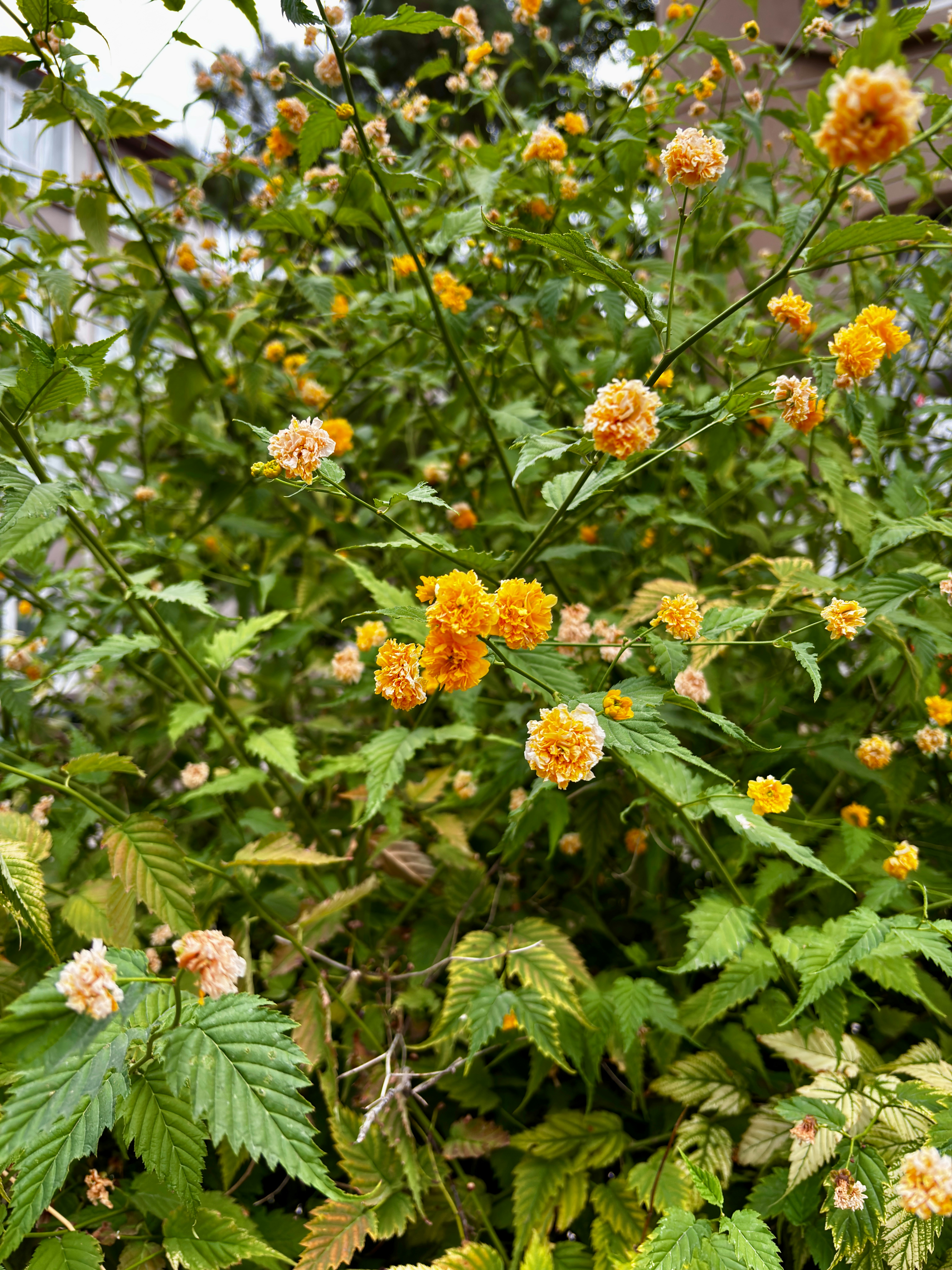 Vibrant amber flowers dot a dense green shrubscape with serrated leaves and thin stems, creating a lively garden vignette.