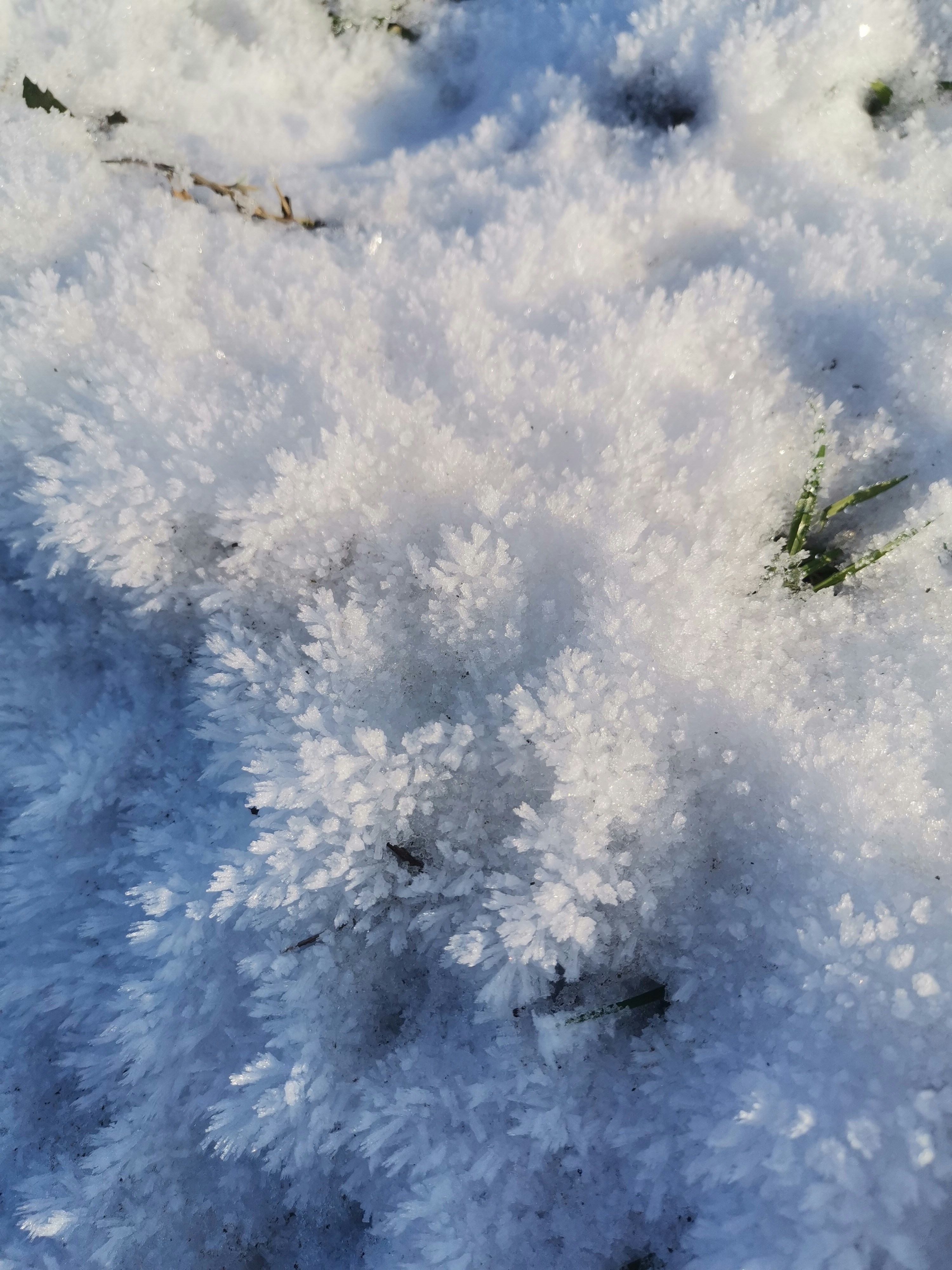 Frosty Bloom: A Close-Up of Ice Crystals on Snow