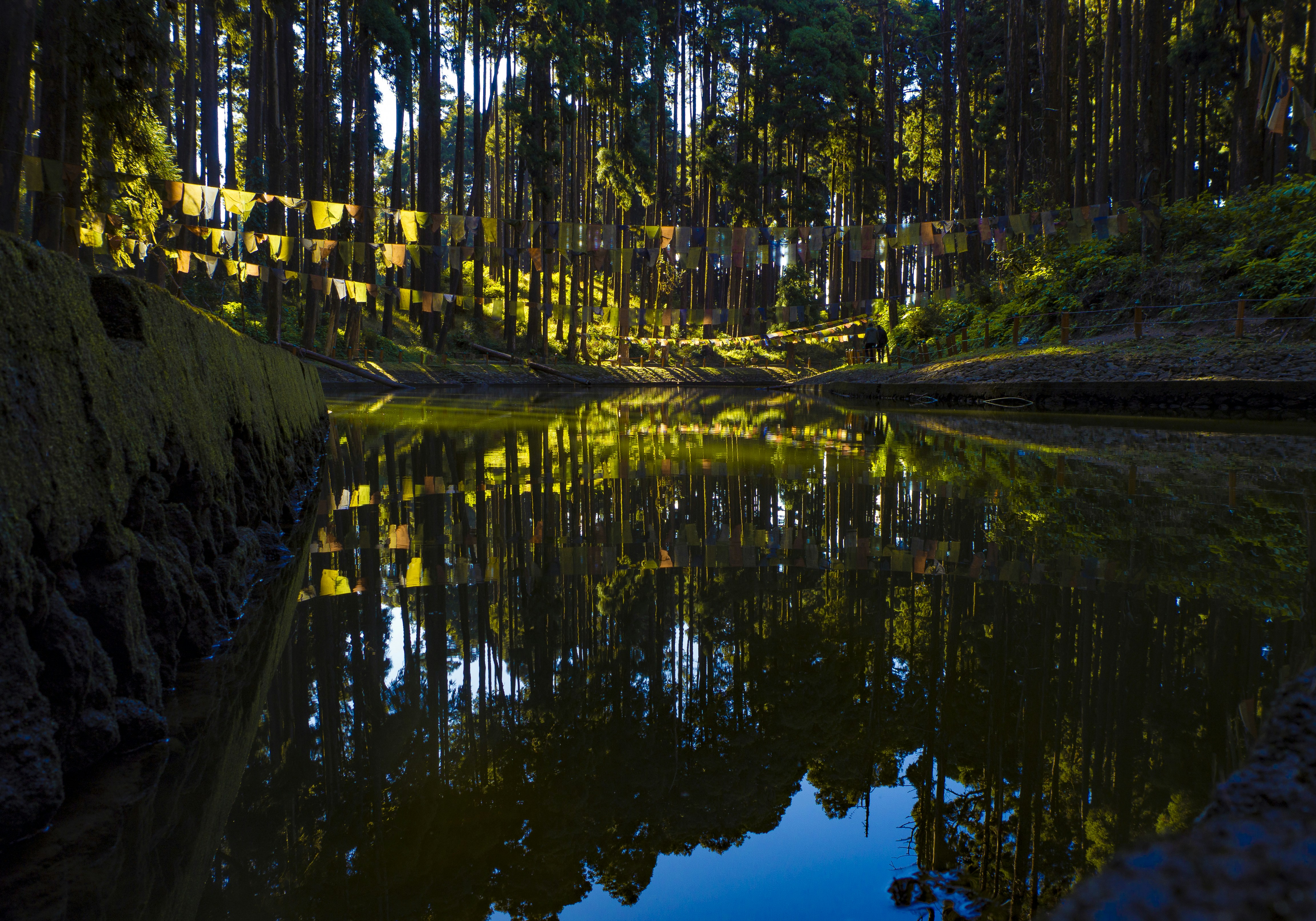 Quiet Reflections Under Golden Pines