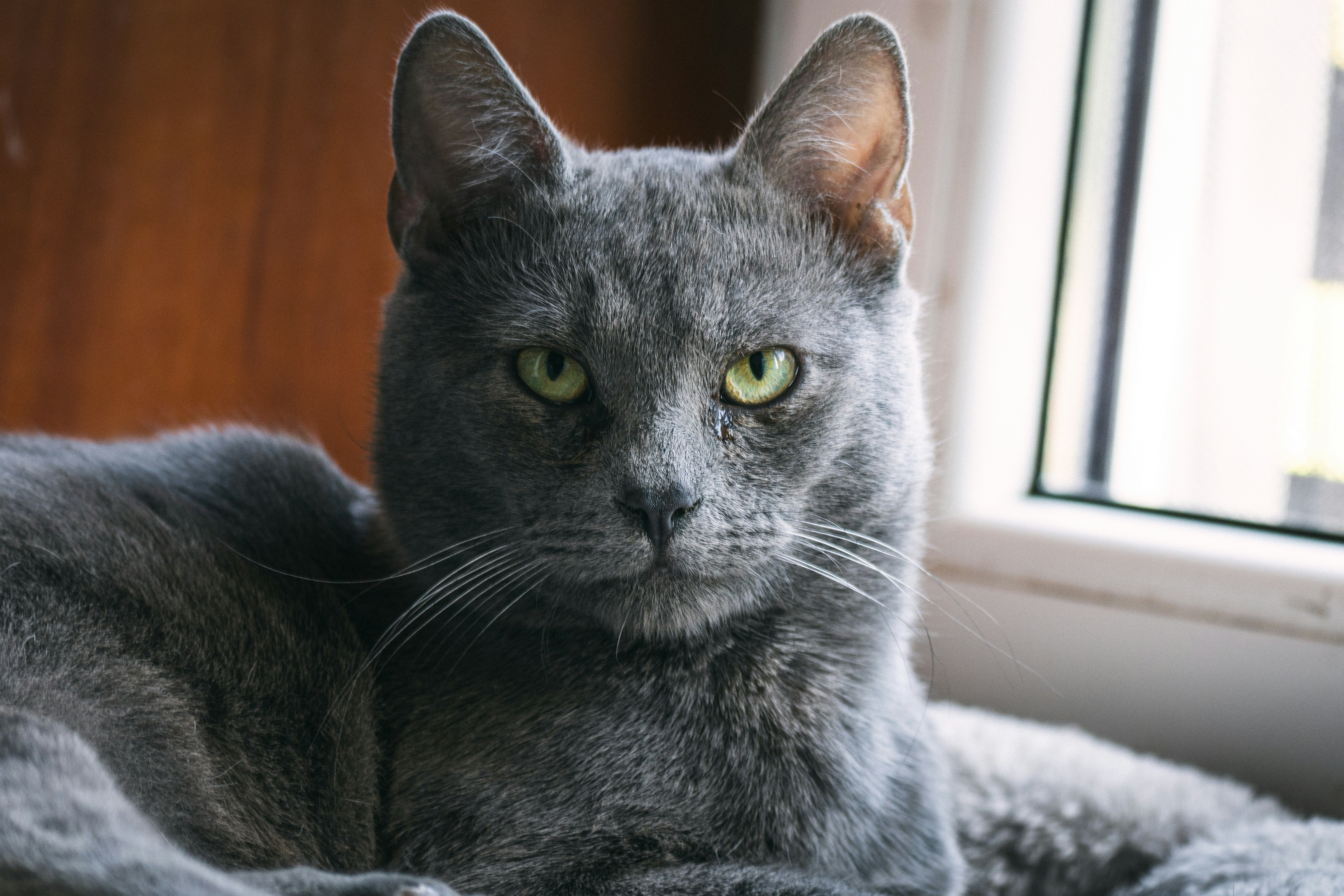 Close-up of a grey cat lounging by a sunlit window, its piercing green eyes centered as it gazes outward.