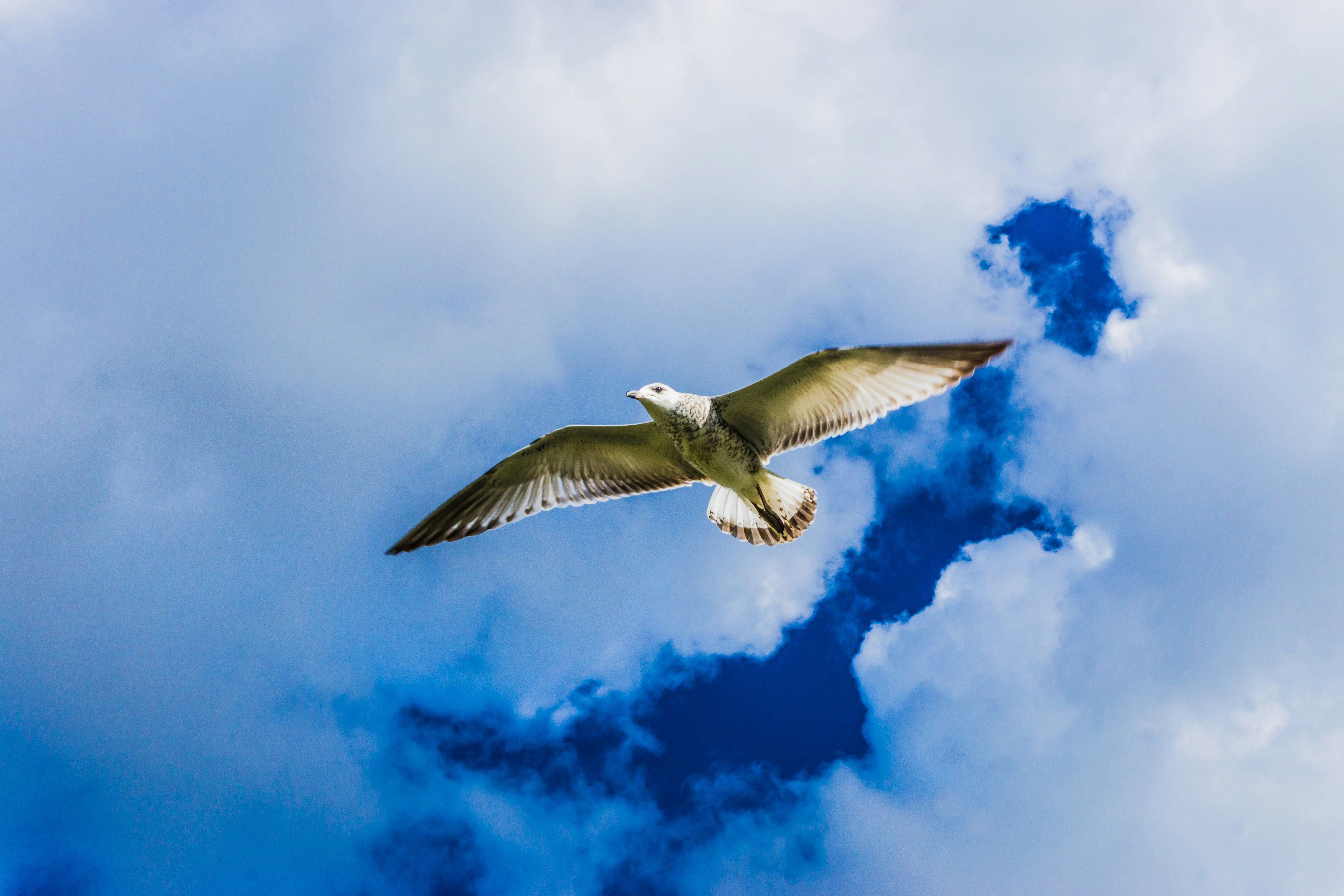 Soaring White silhouette: a lone gull against a cerulean sky