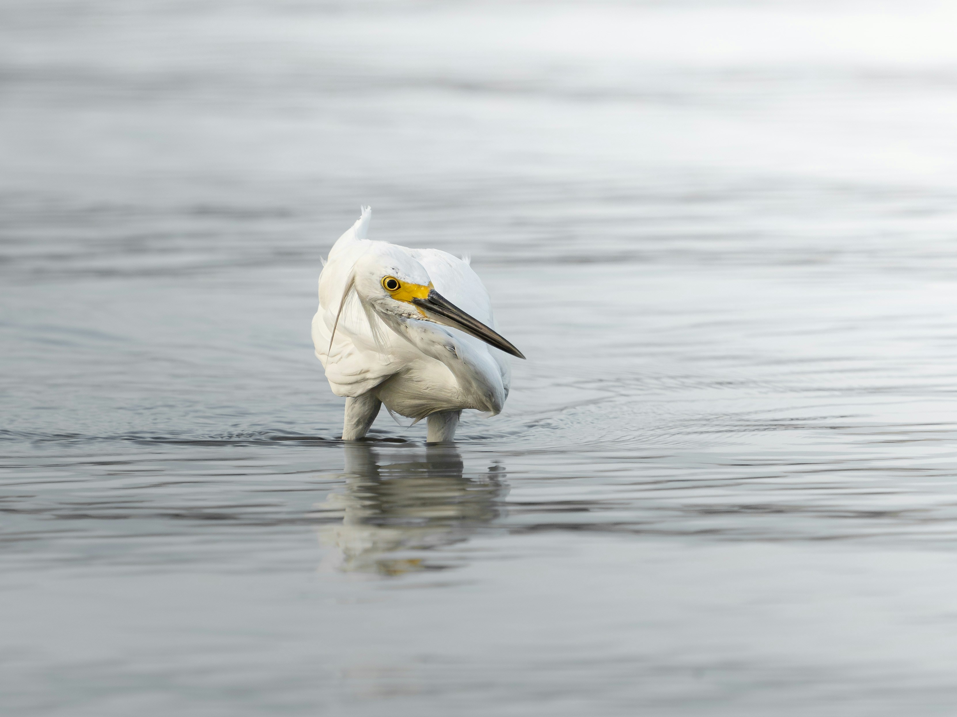White Heron in Calm Coastal Waters