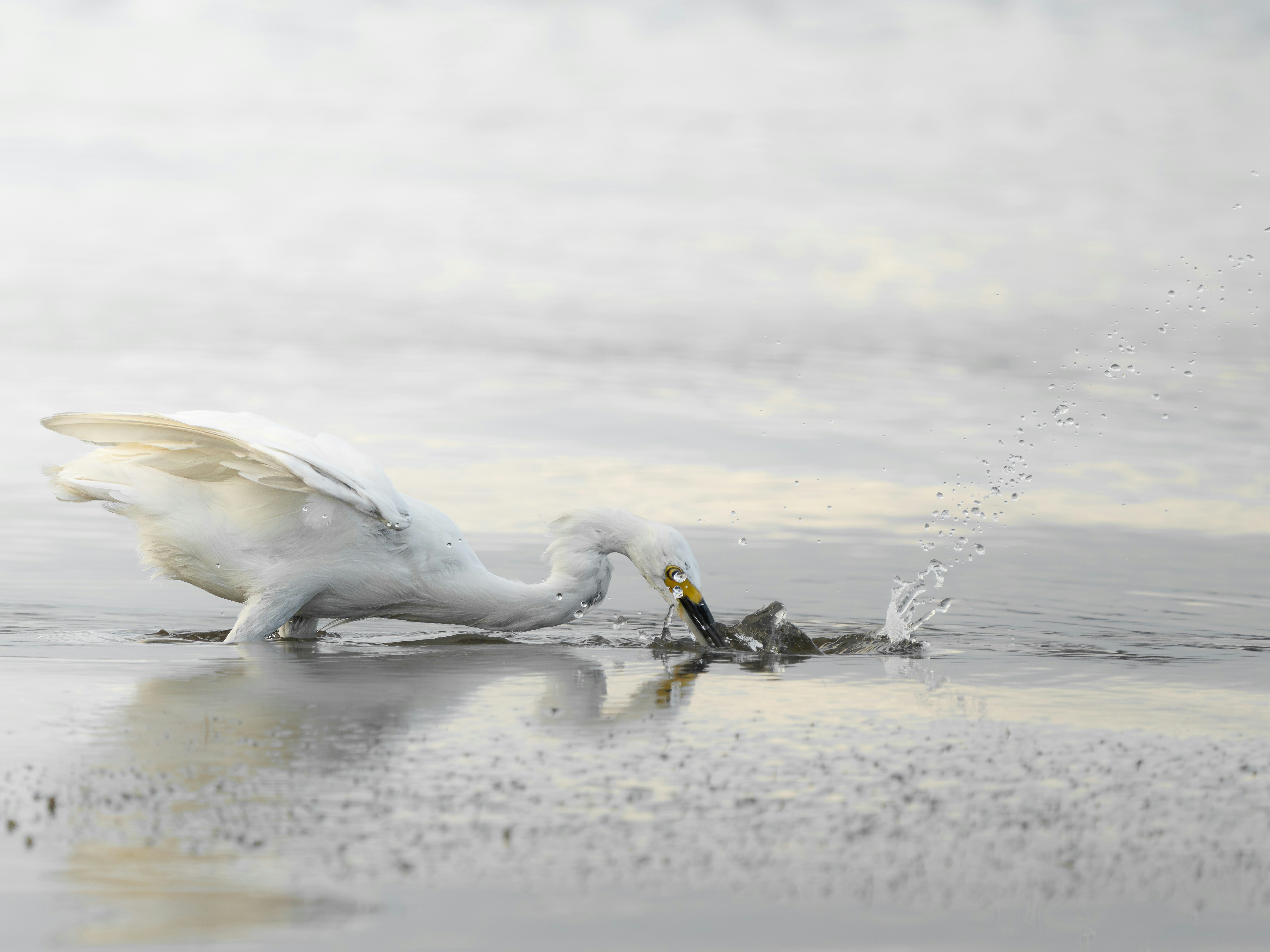 Heron Resisting the Ripple: Focus at the Waterline