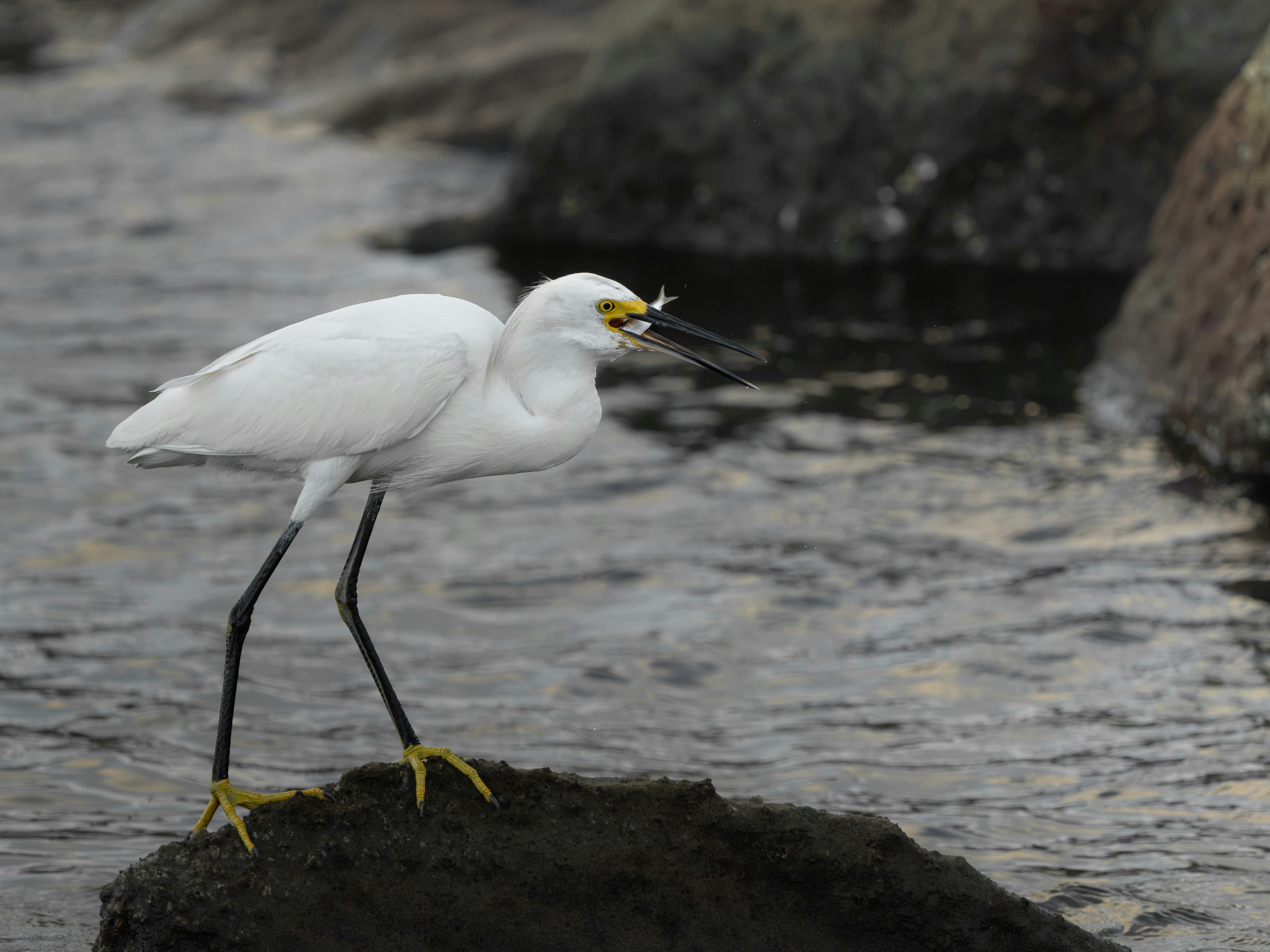White Egret on a rocky foothold