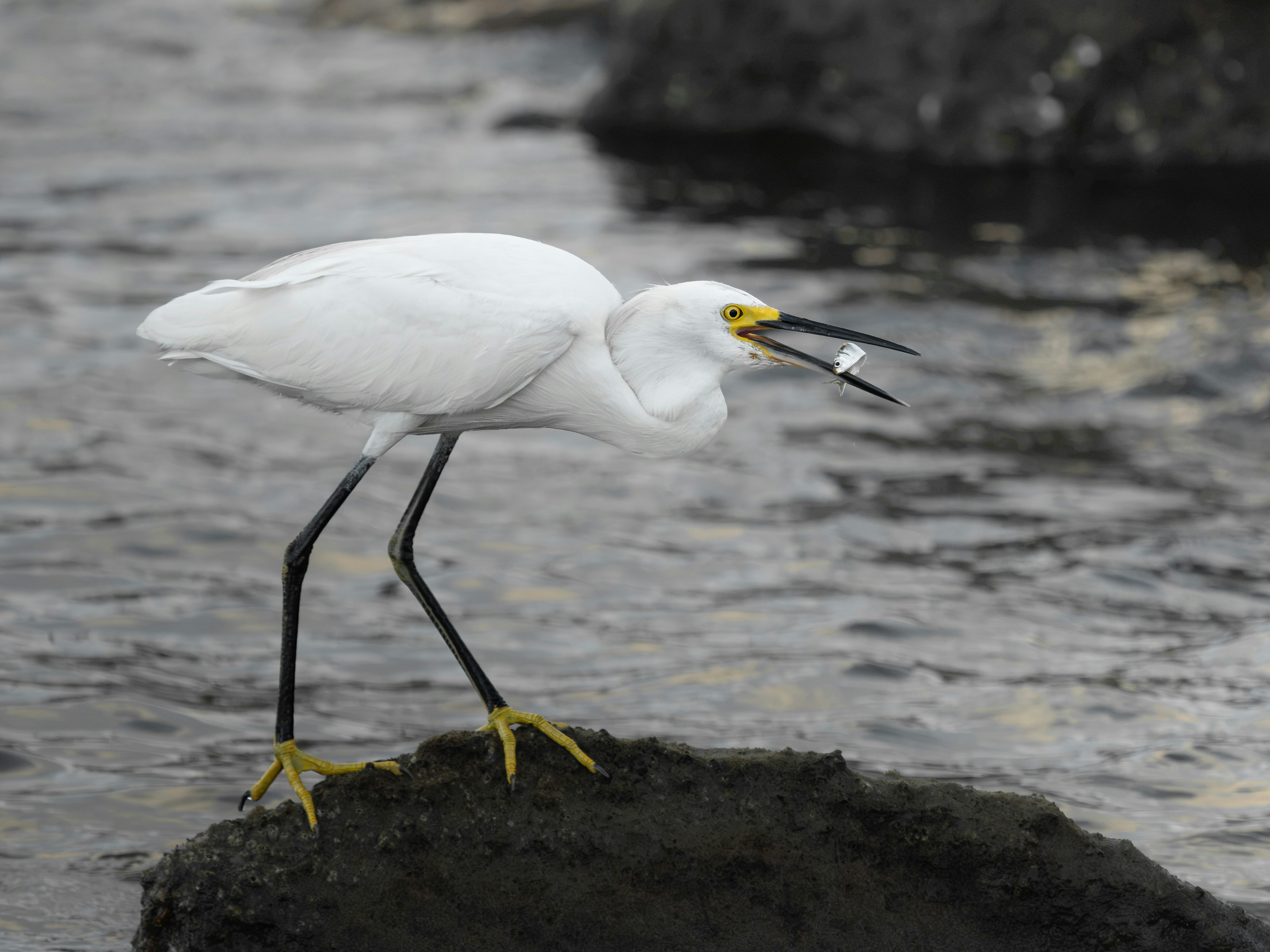 Snowy Egret with Prey in a Tidal Moment