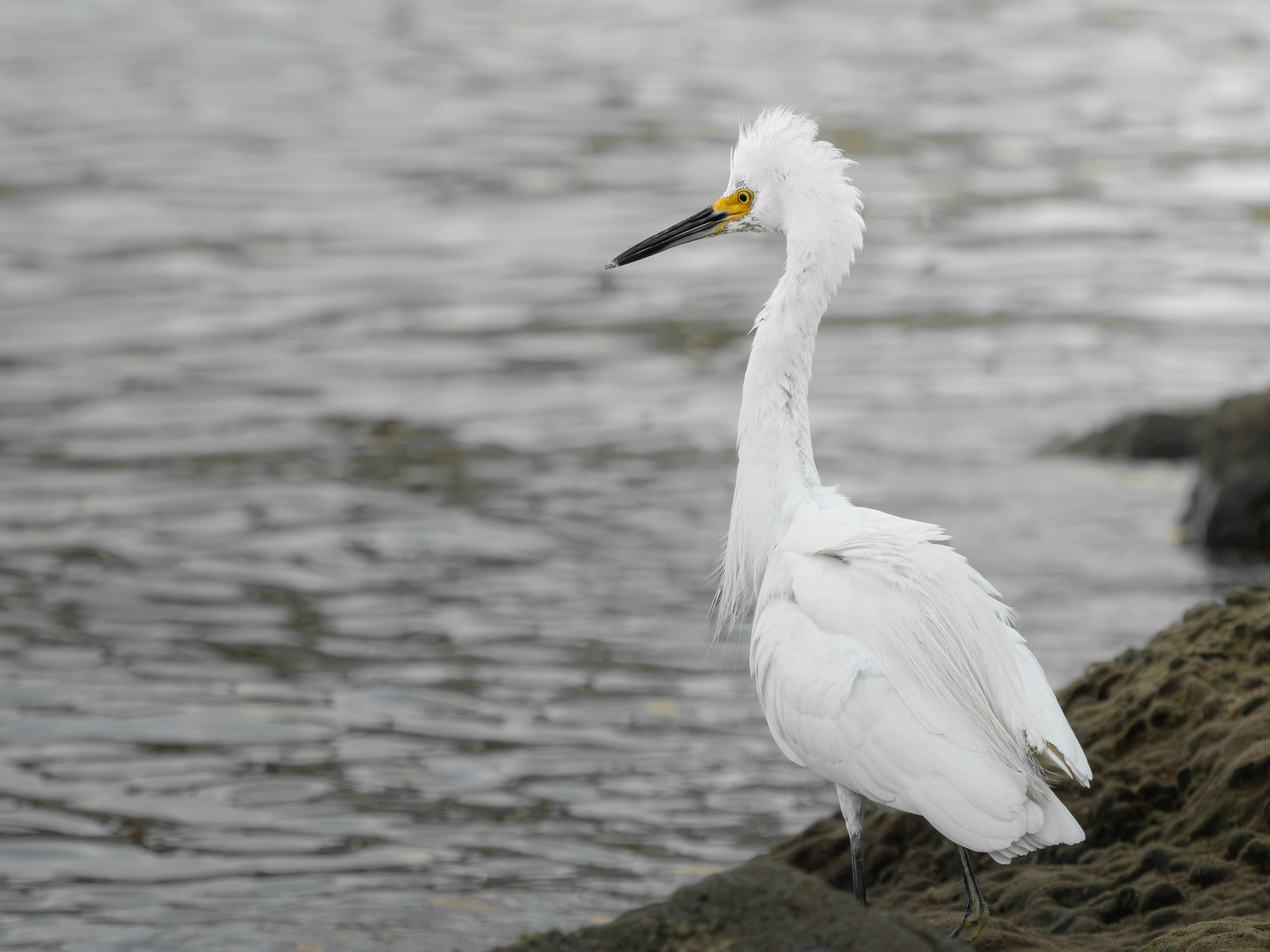 White Egret at the Waterline: poised against a rocky shoreline