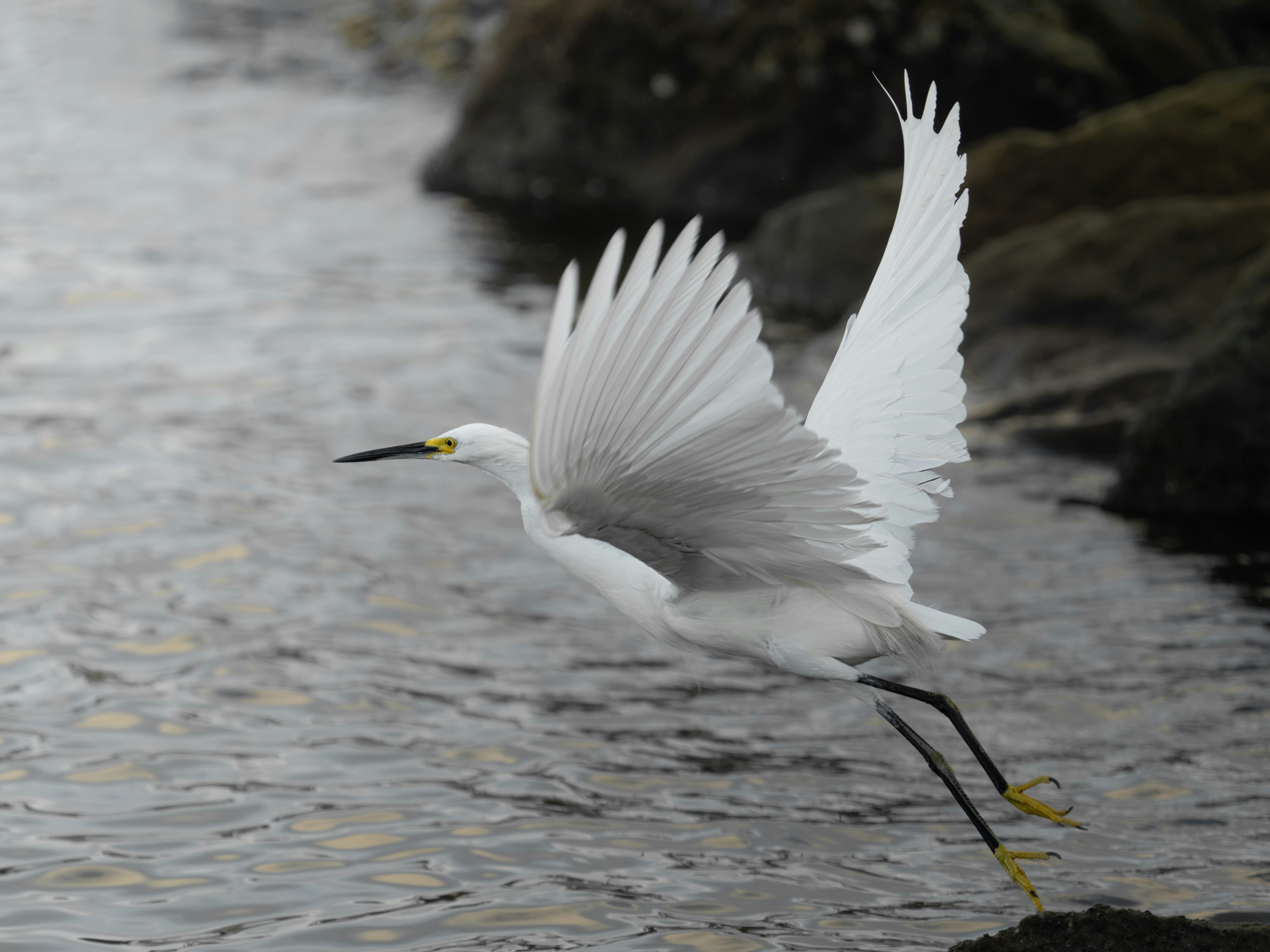 Ascending Silence: Snowy Egret in Flight over Stilled Water