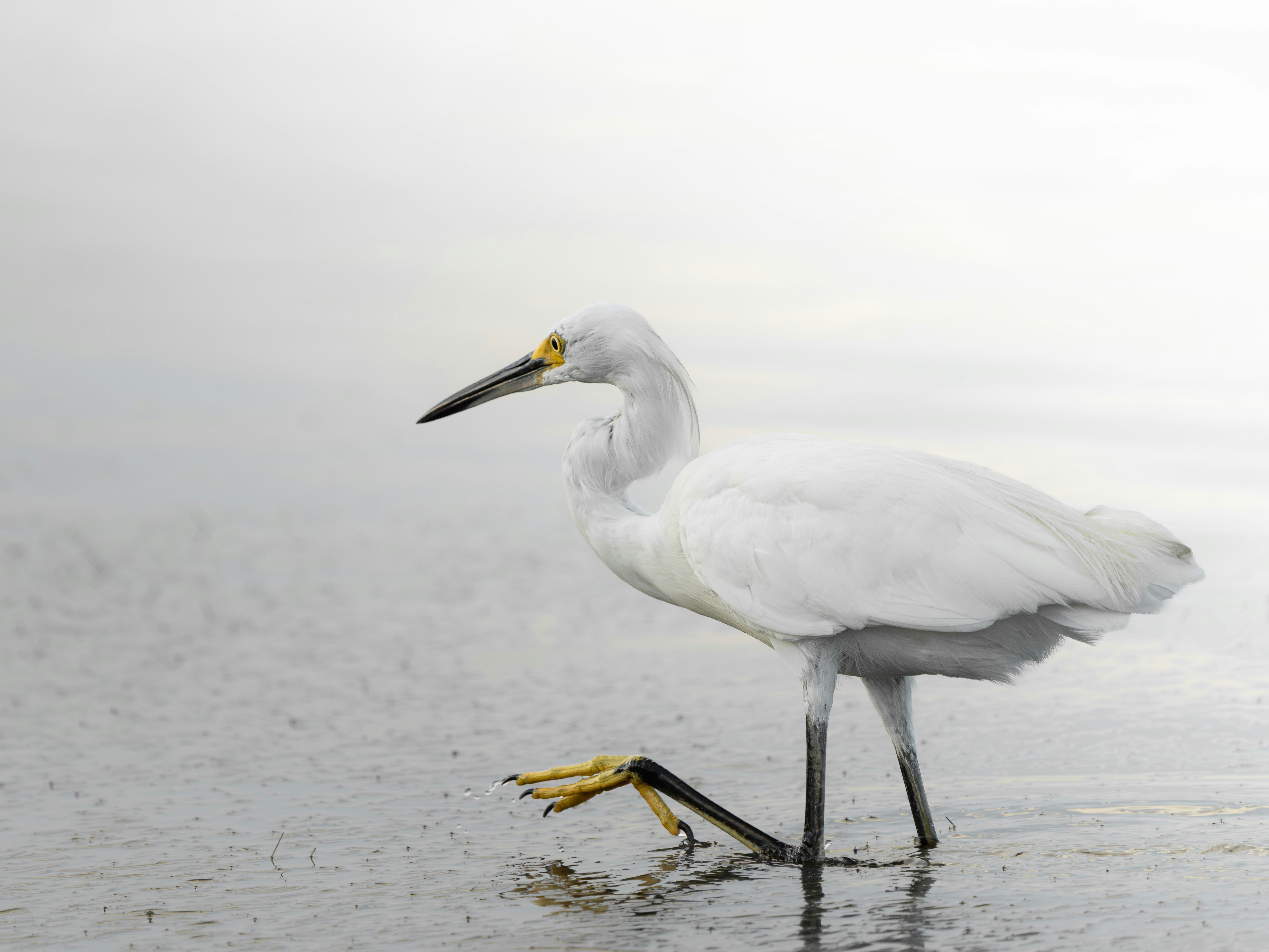 Silvery Shoreline Sentinel: A White Egret in Gentle Tide