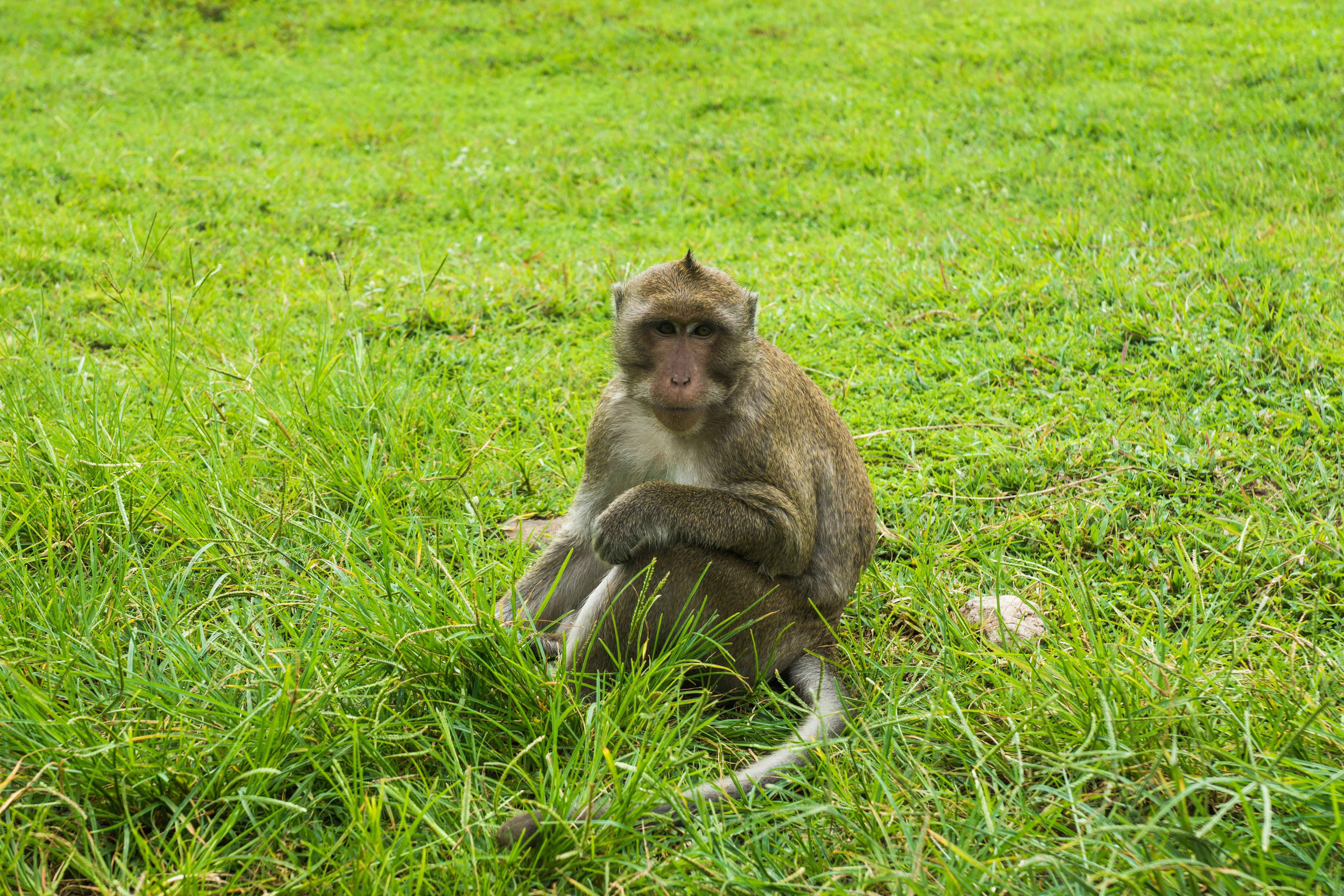 Midday Sit: A Curious Monkey Reposes in Verdant Grass