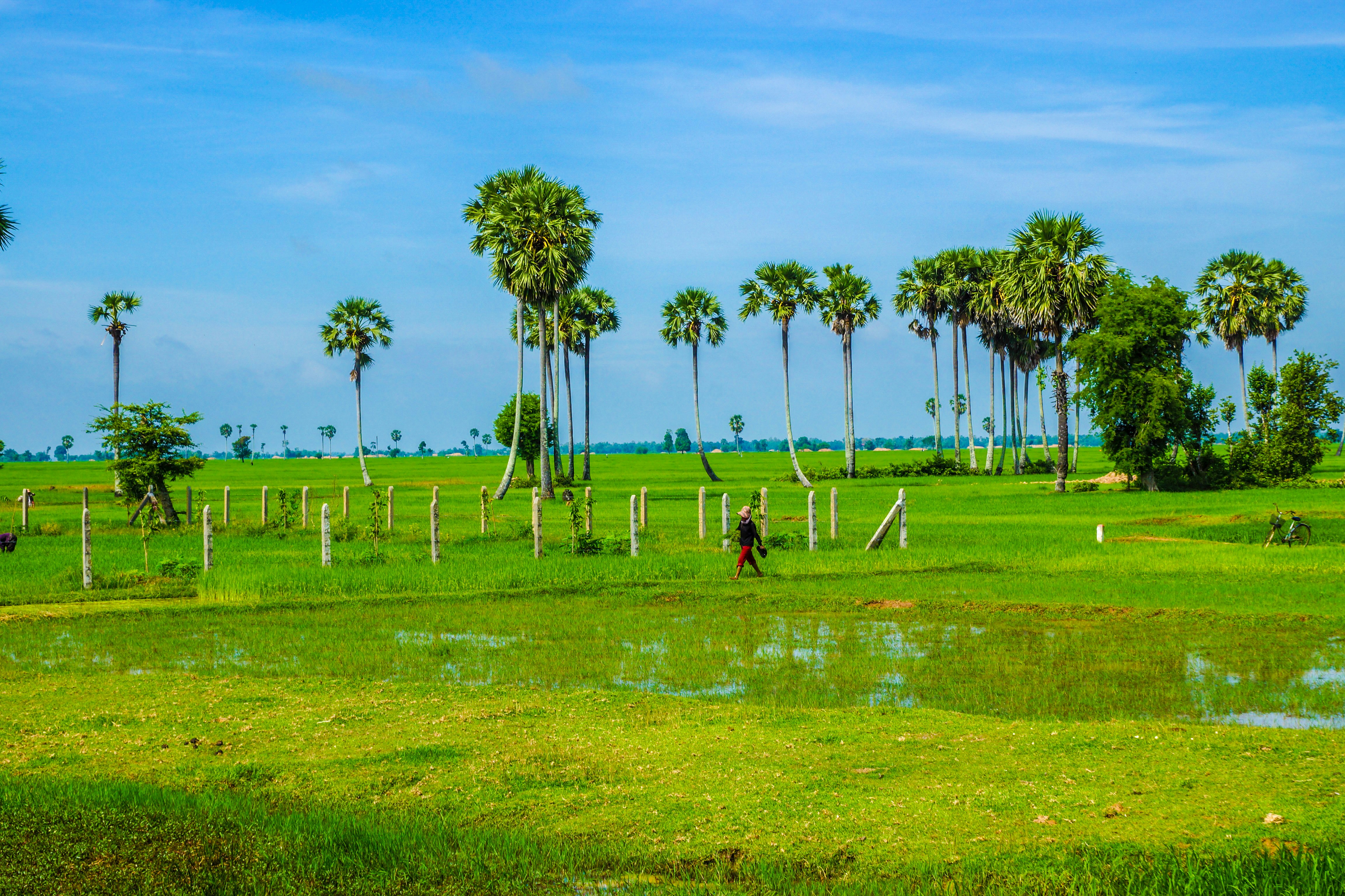 Palm Oasis in a Flat Golden Field under Deep Blue Sky