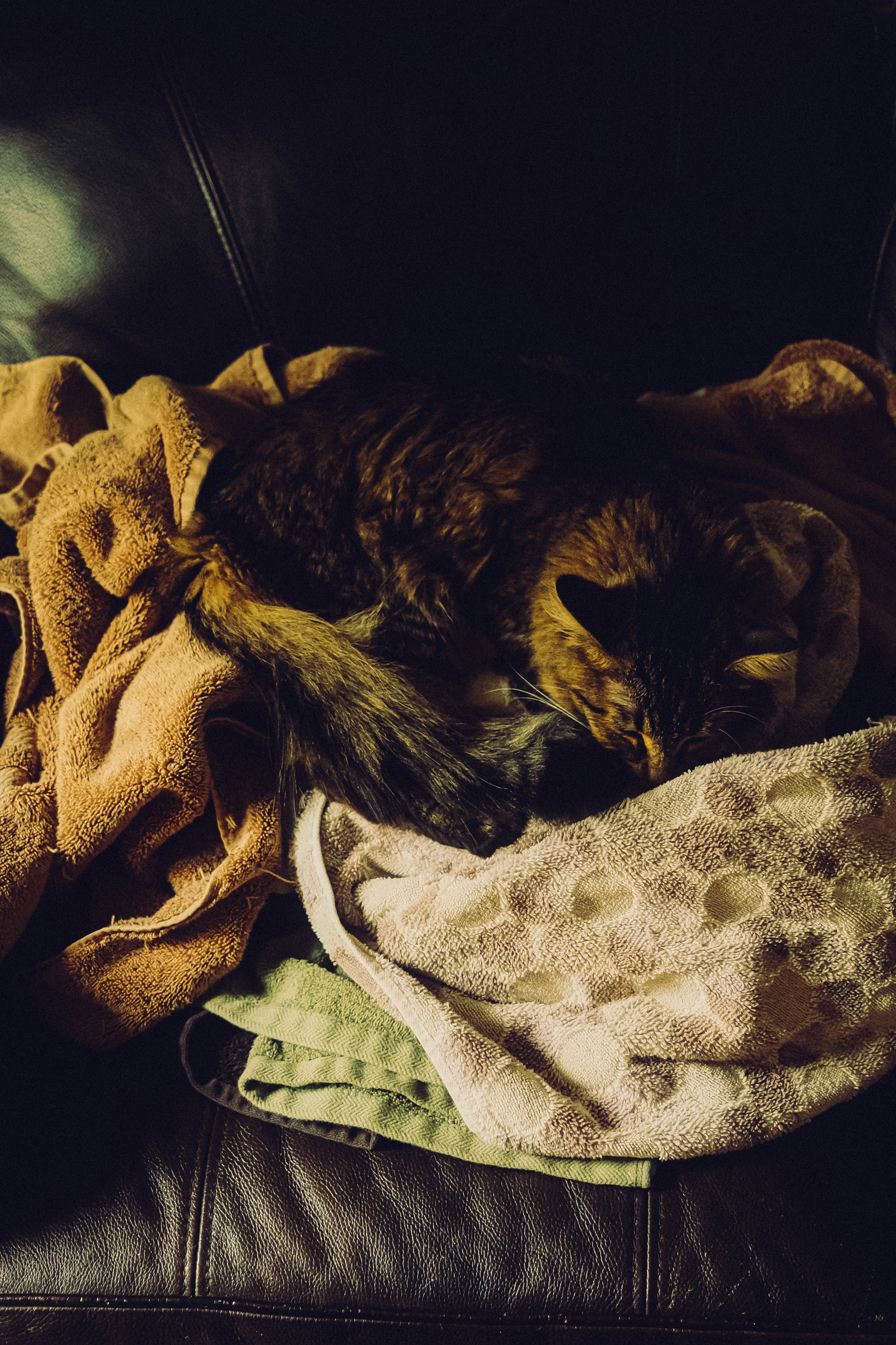 Midnight Purr: A Cat Dozing on a Tangle of Towels