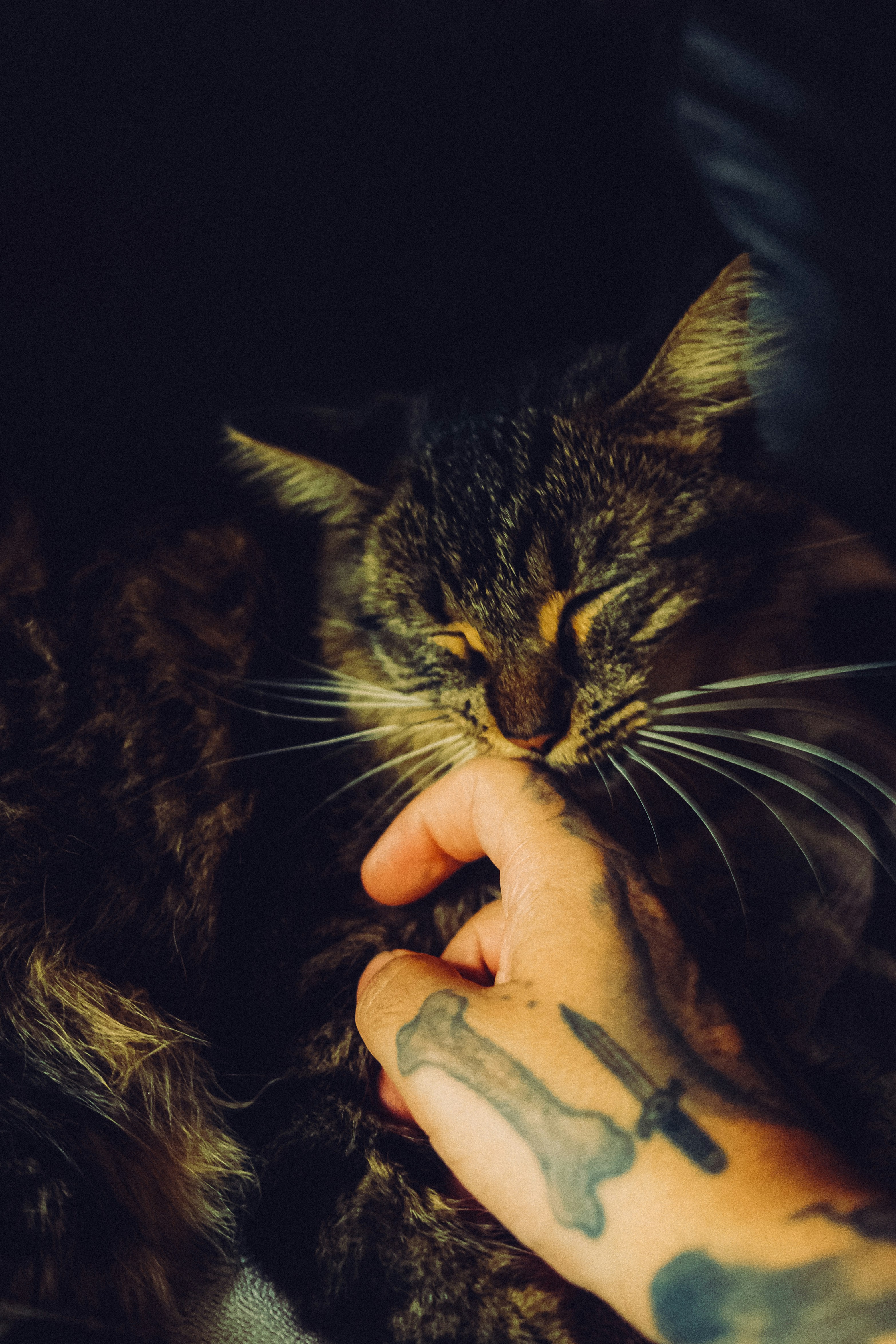 Gentle Nuzzle: A Cat Embraces a Hand in Low Light