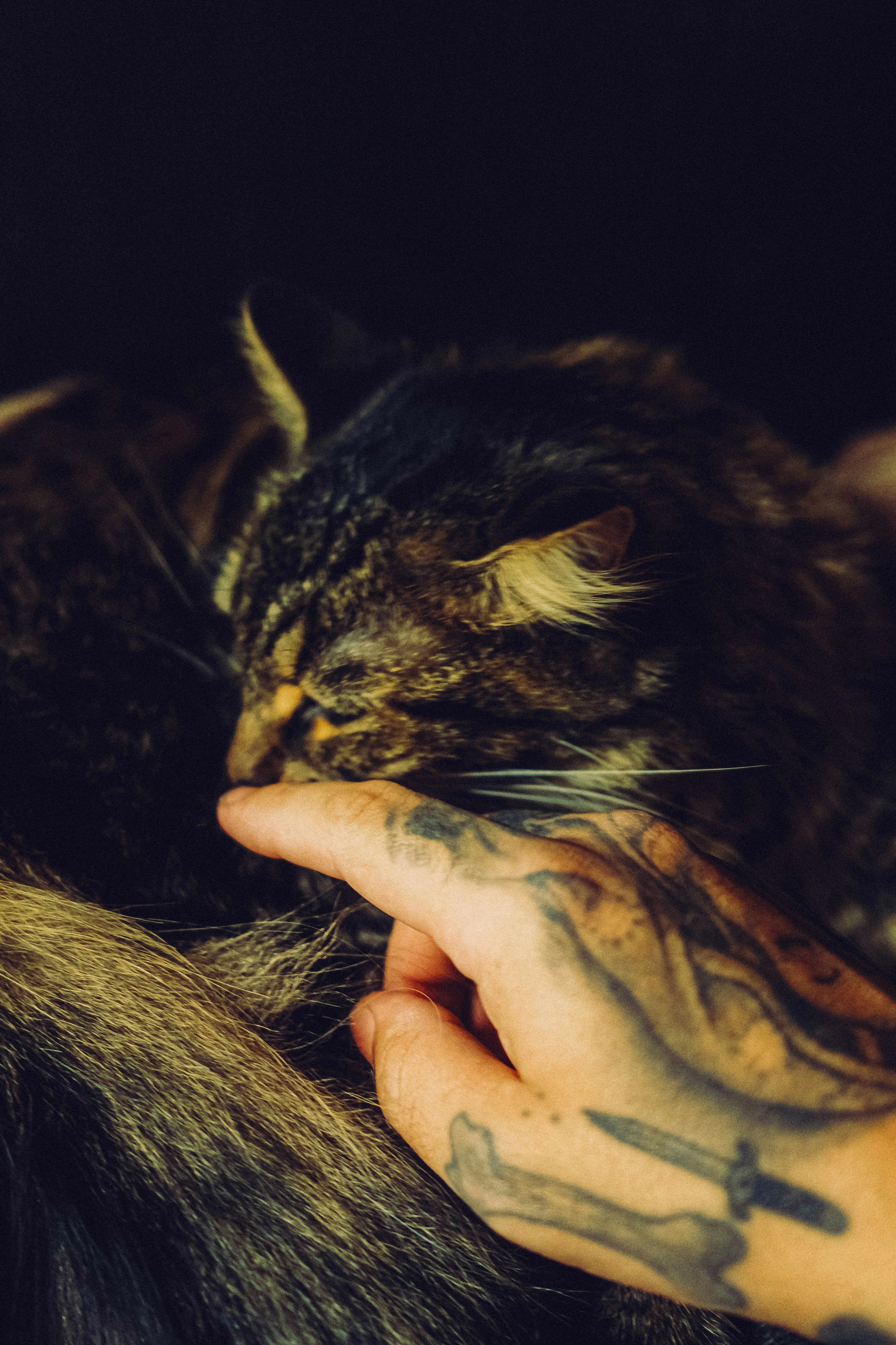 Whiskers and Ink: A Quiet Moment in the Night