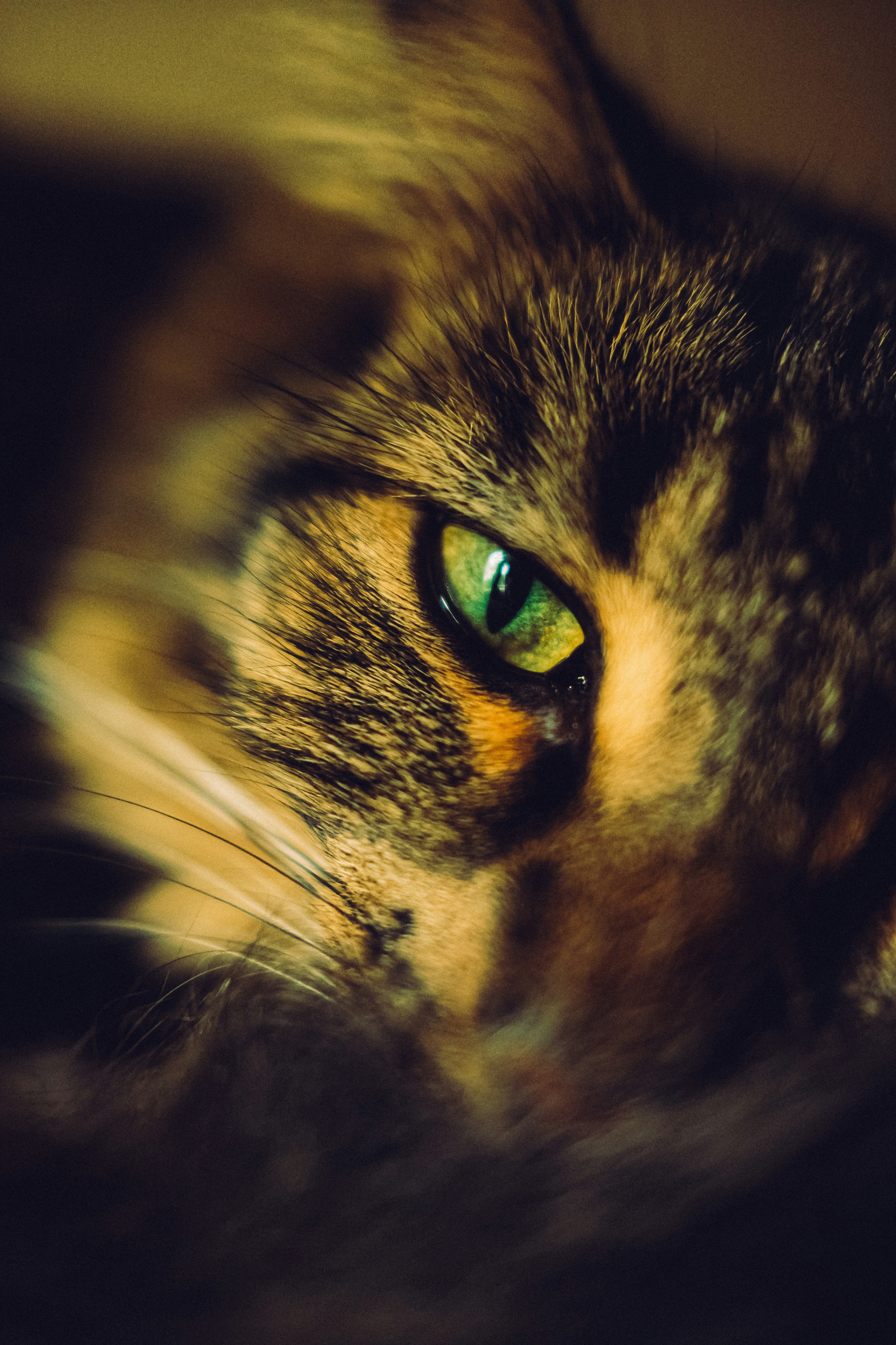 Emerald Gaze in Soft Night Light