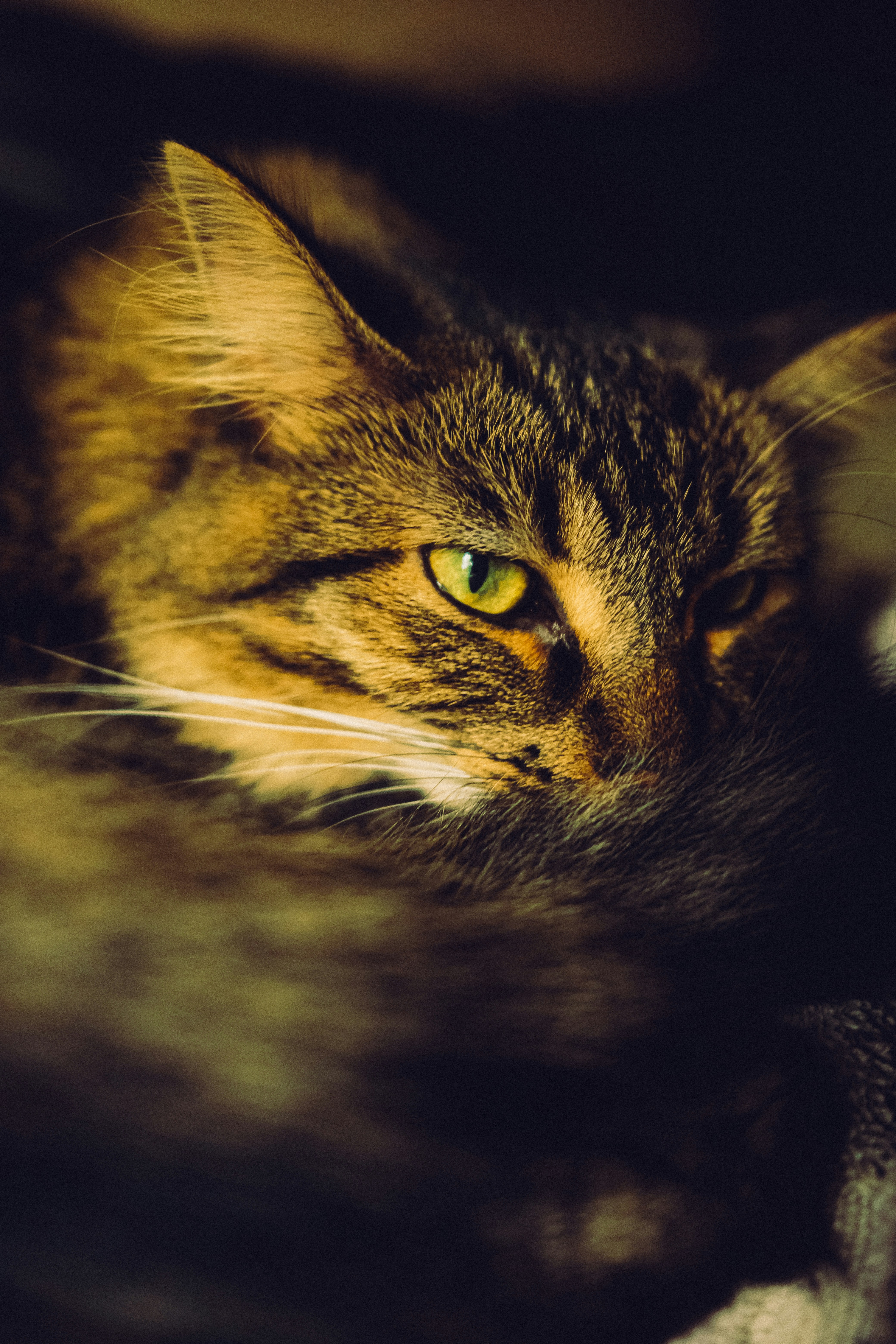 Amber Gaze: A Quiet Moment with a Lidded Tiger Eye
