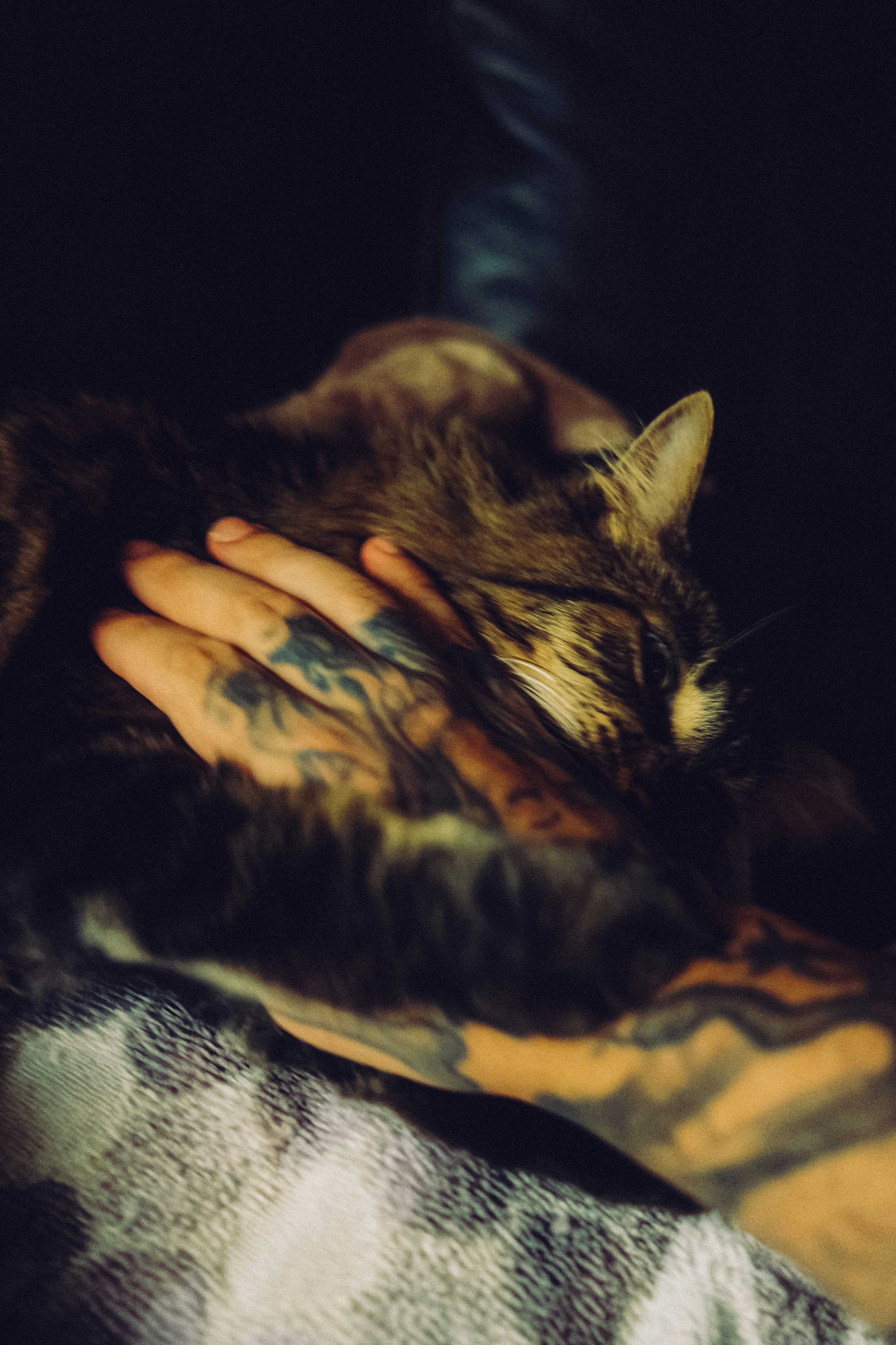 Whispered Purr: Hands and Fur in Quiet Twilight