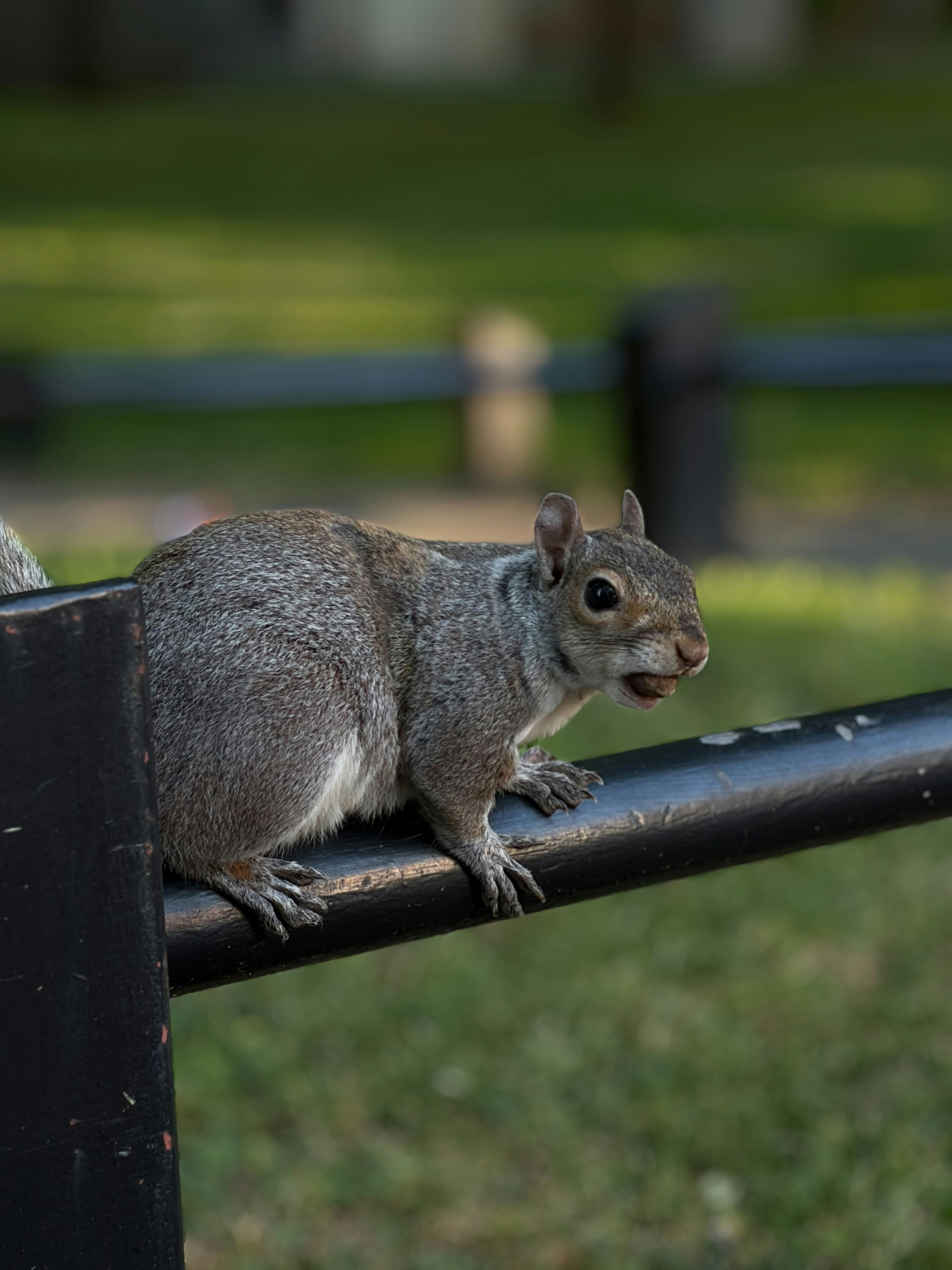 Squirrel on a Park Rail: a moment of curious pause