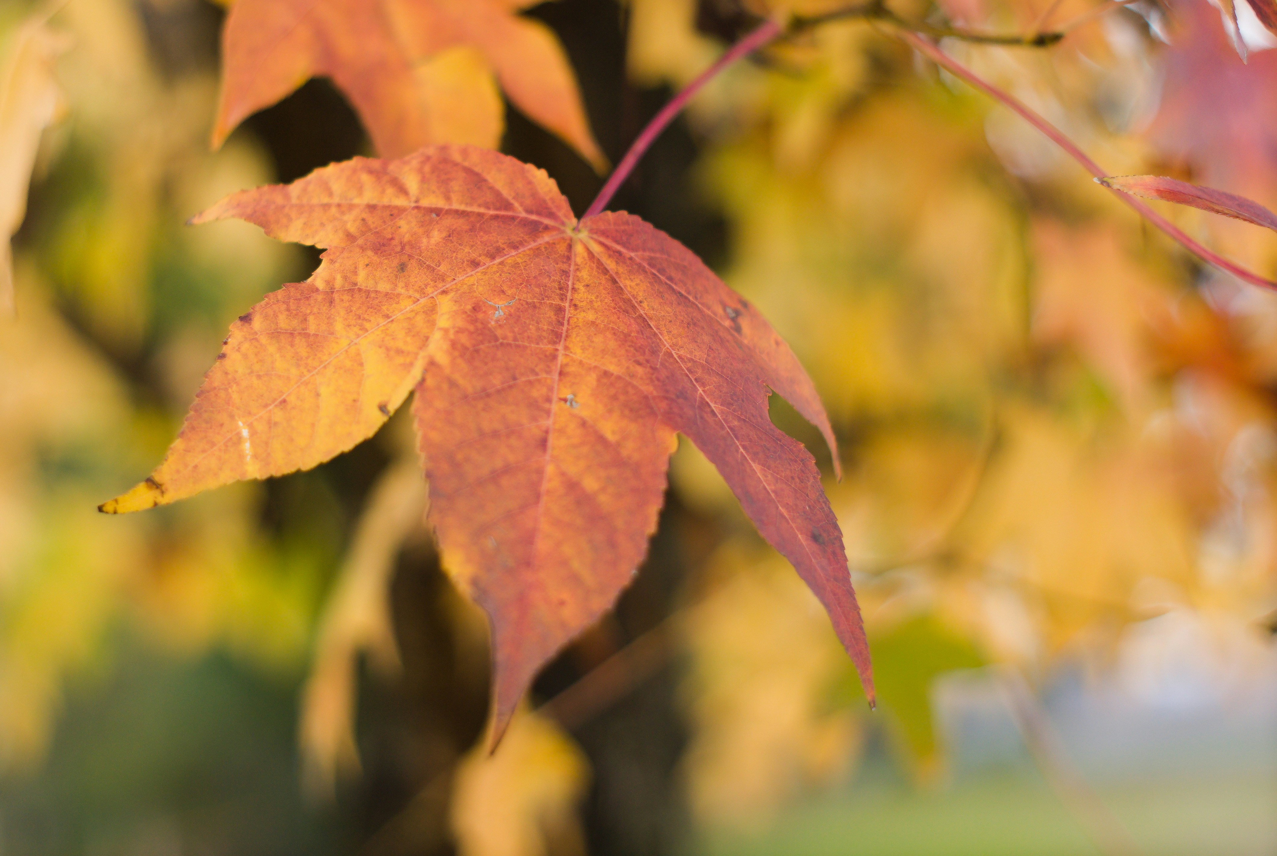 Autumn Maple in Focus: A single leaf with warm blurred backdrop