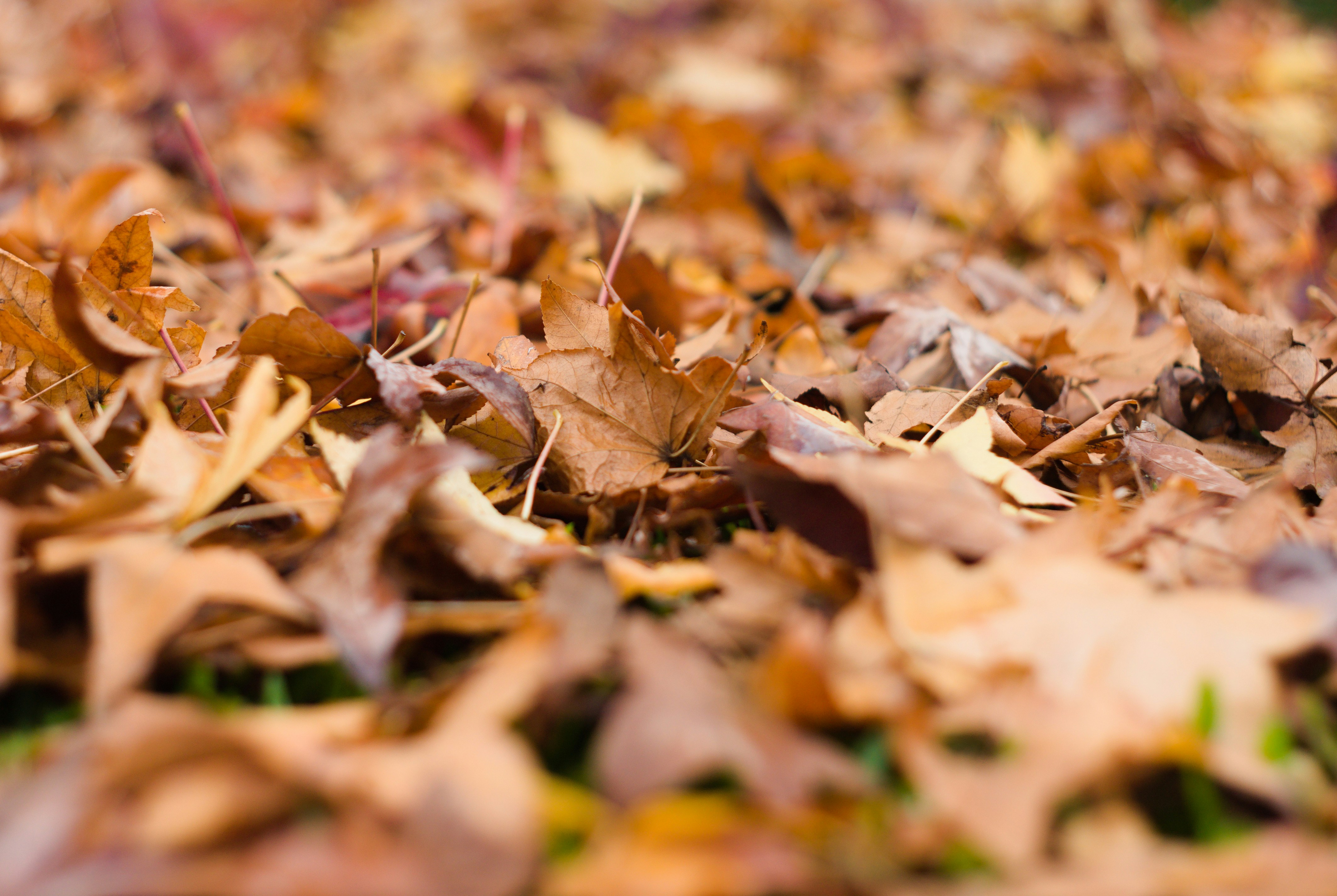 Close-up of fallen autumn leaves forming a warm, textured ground cover with shallow depth of field. A natural, seasonal scene suitable for background use or nature study.