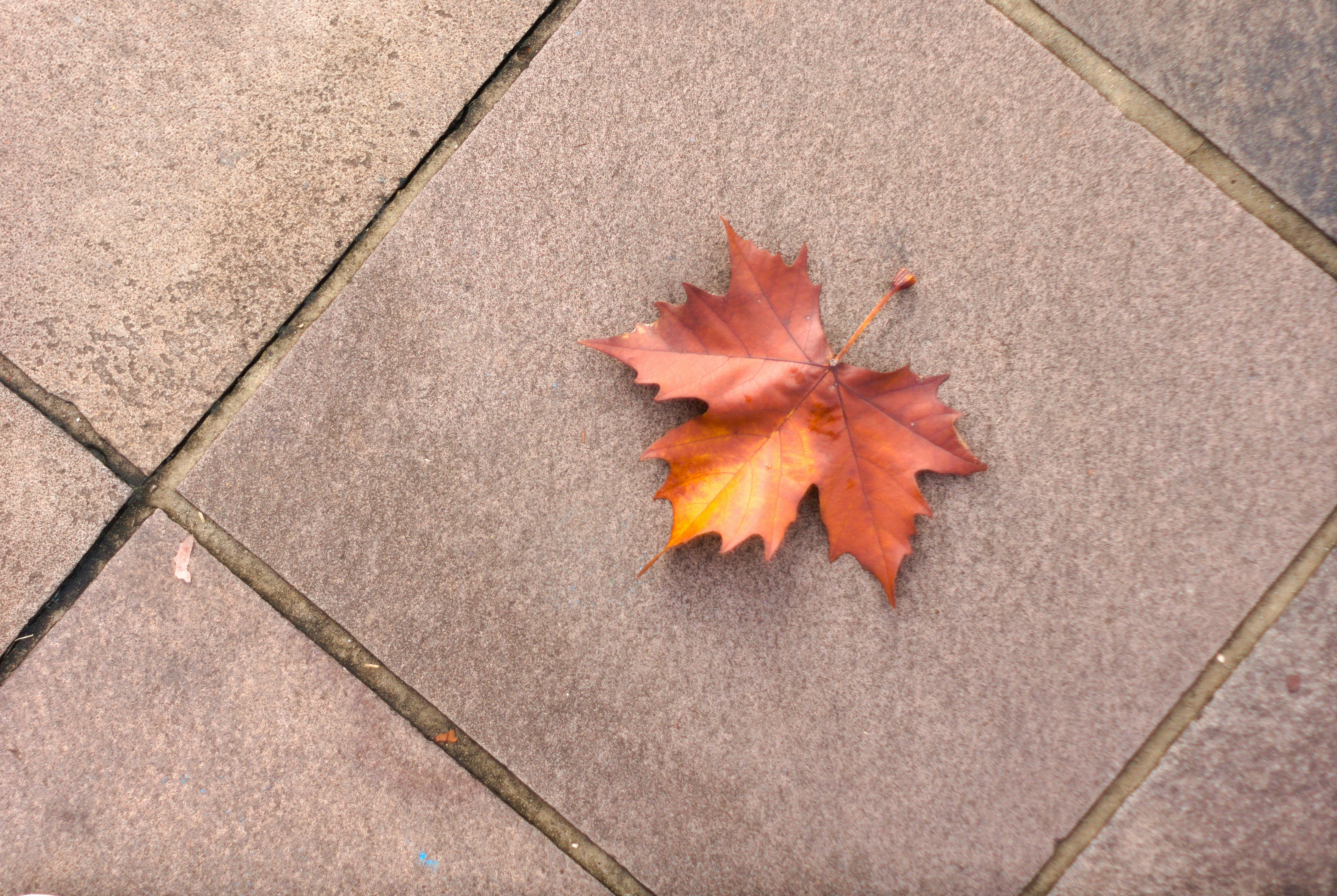  lone maple leaf resting on tiled pavement after rain