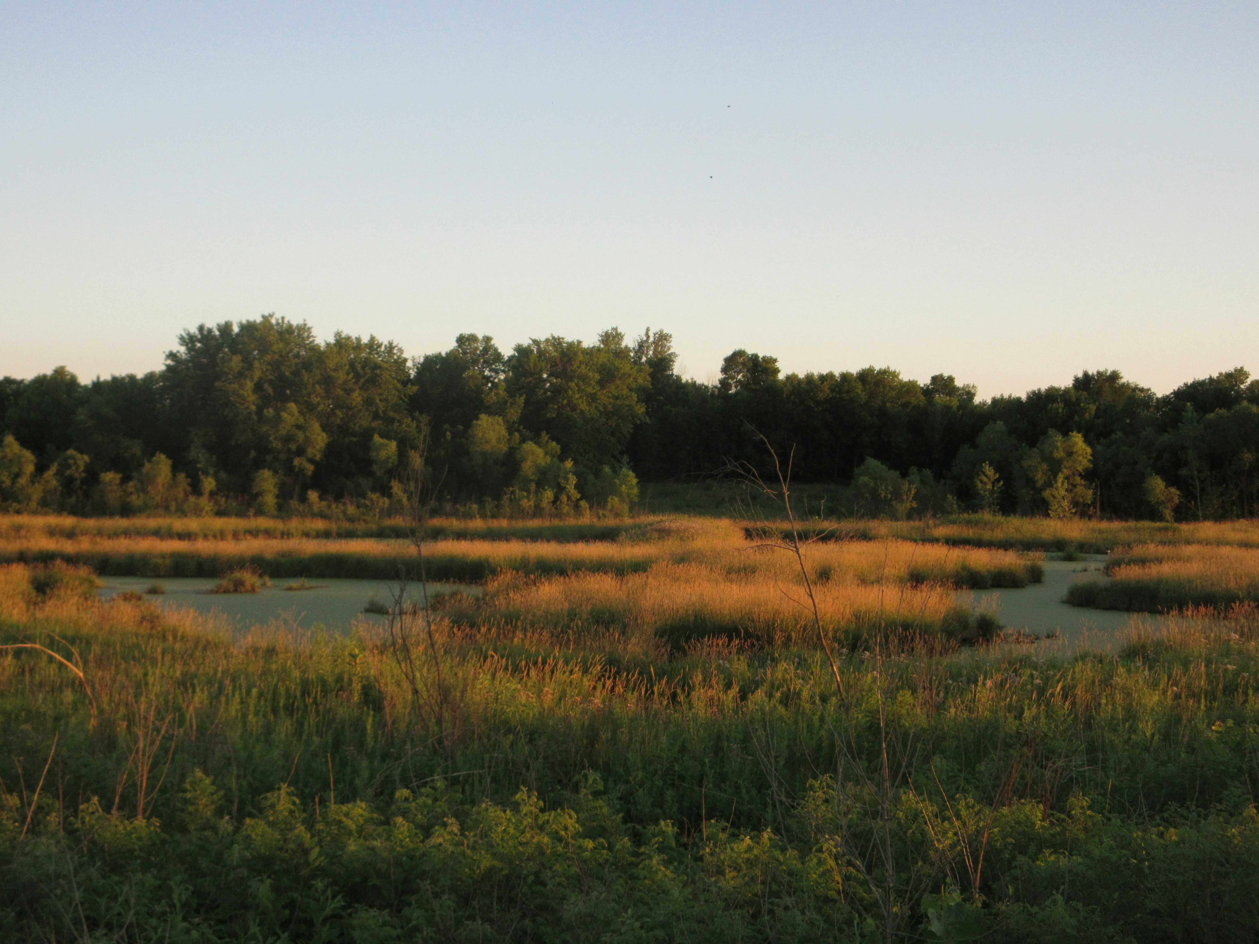 Quiet Wetland at Golden Hour