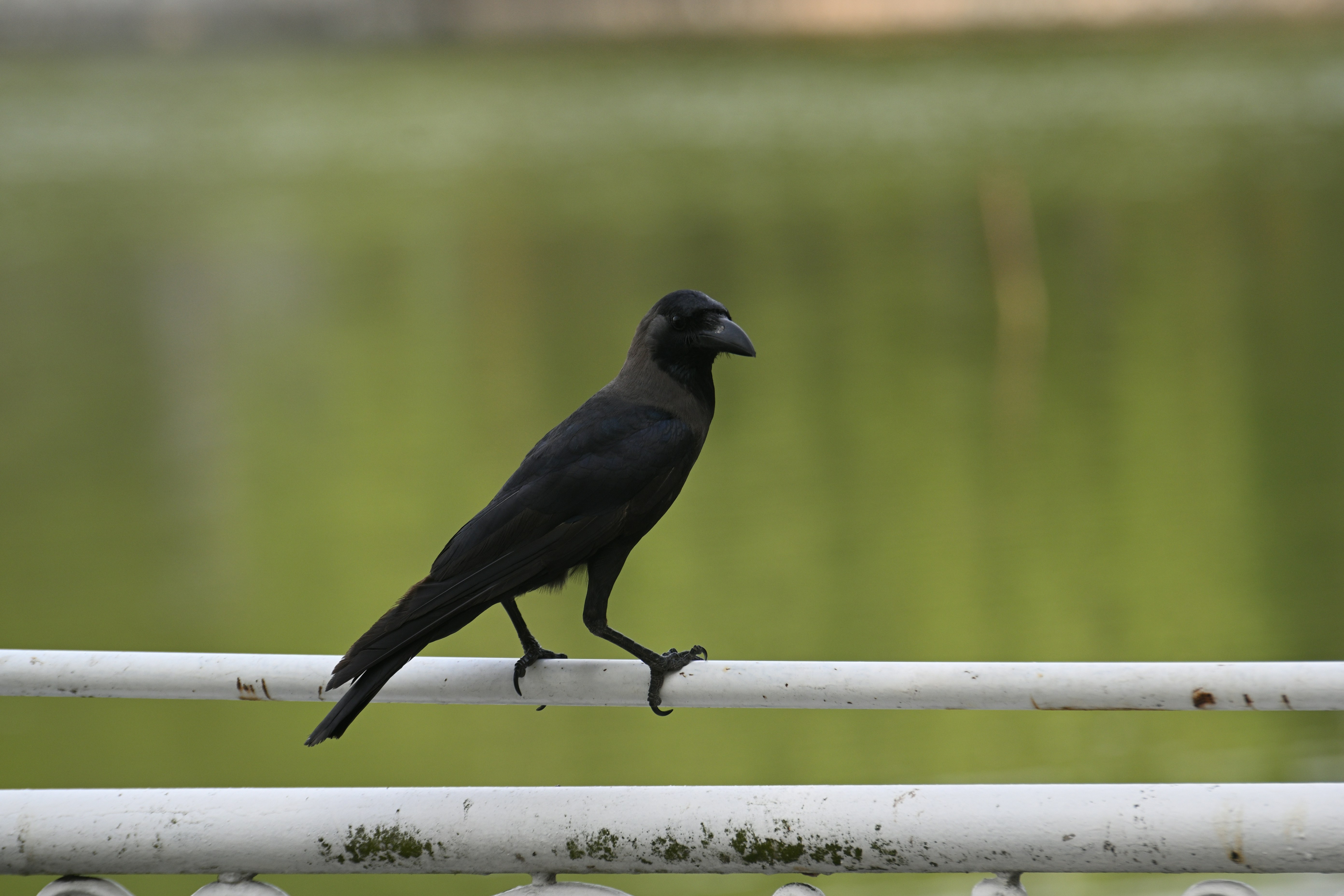Black Crow Perched on a Weathered Rail Over a Quiet Pond