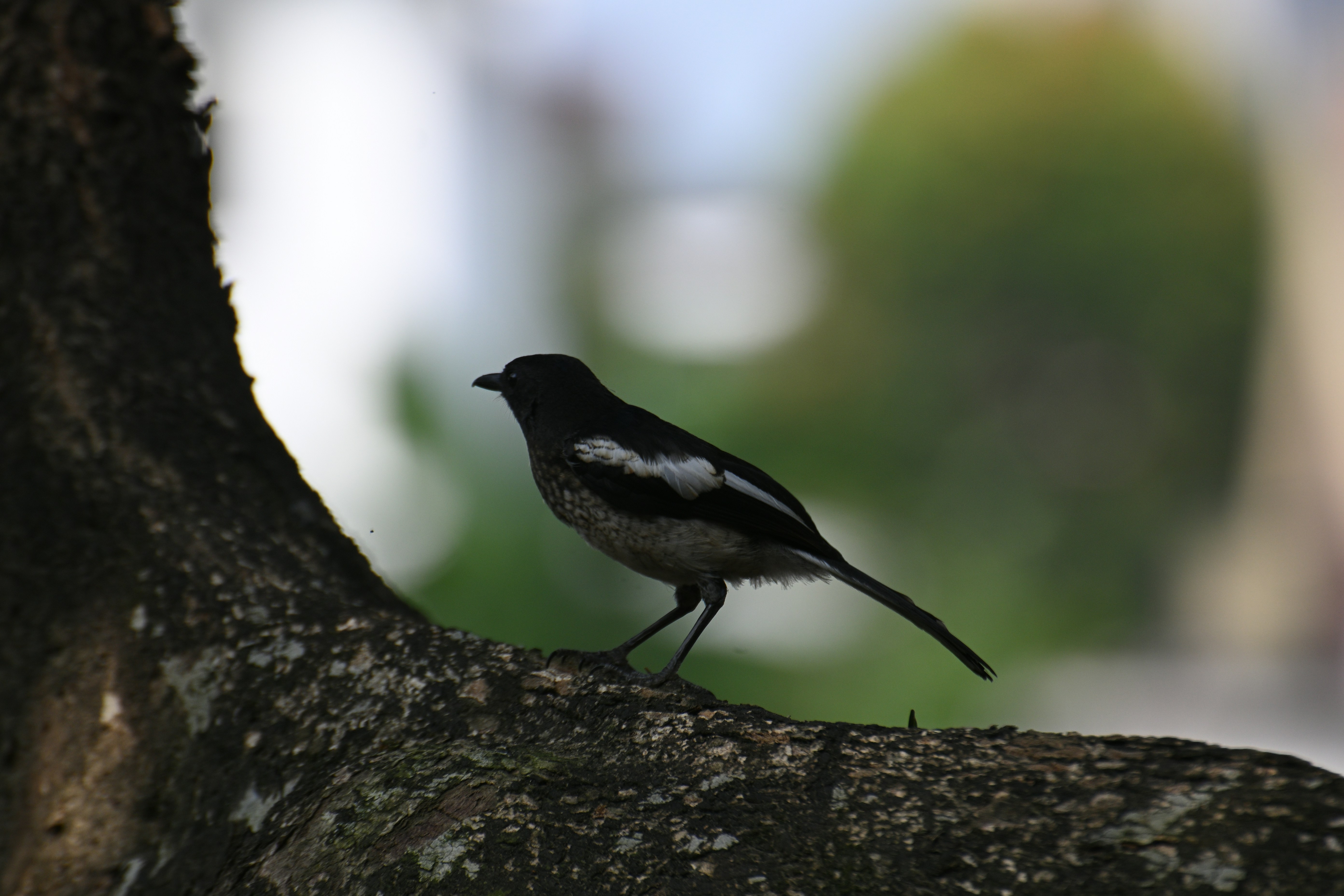 Sparrow on a Mossy Branch: A Quiet Moment Against Soft Backdrop