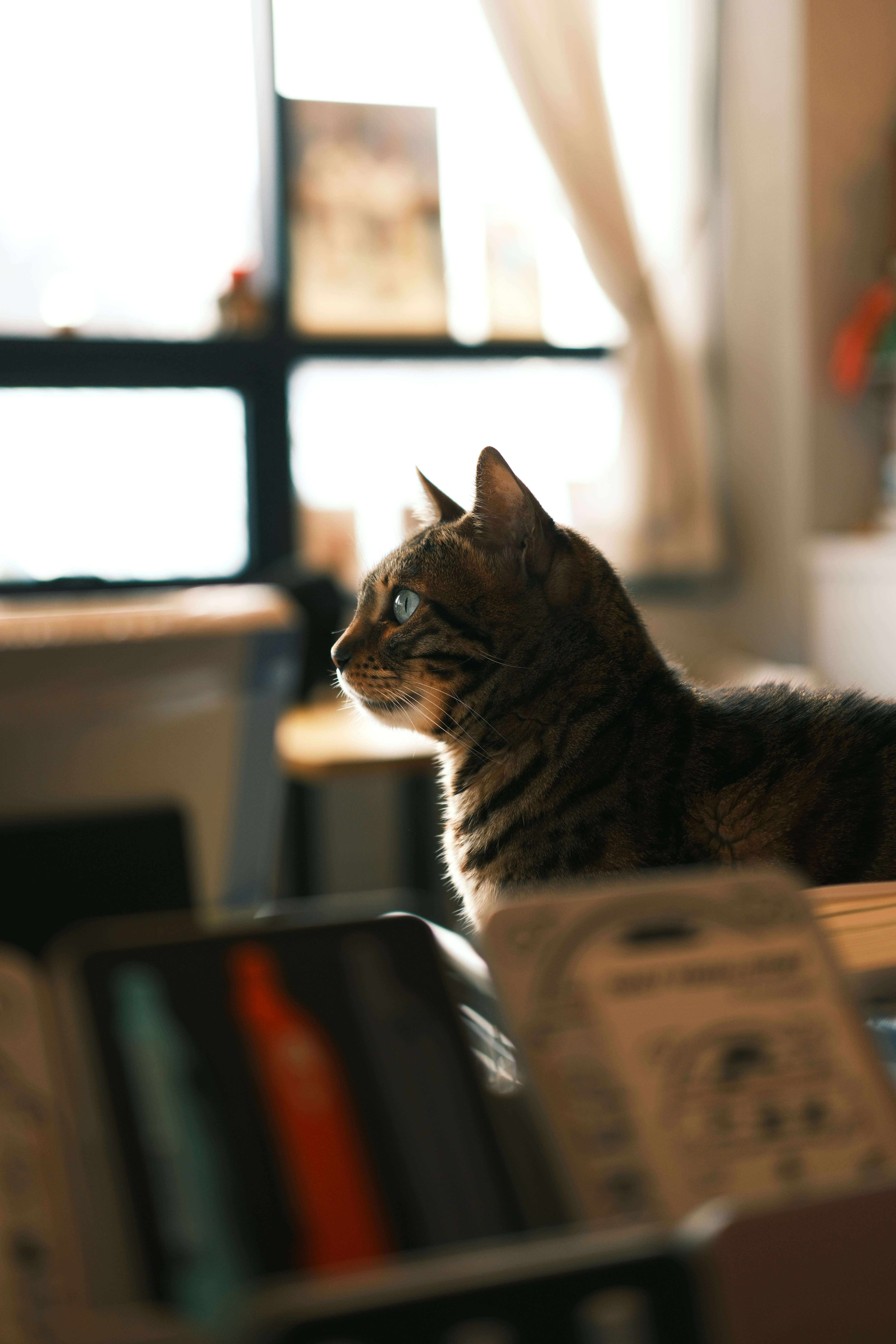 Cat in Focus: Soft Backlit Curiosity in a Cozy Interior