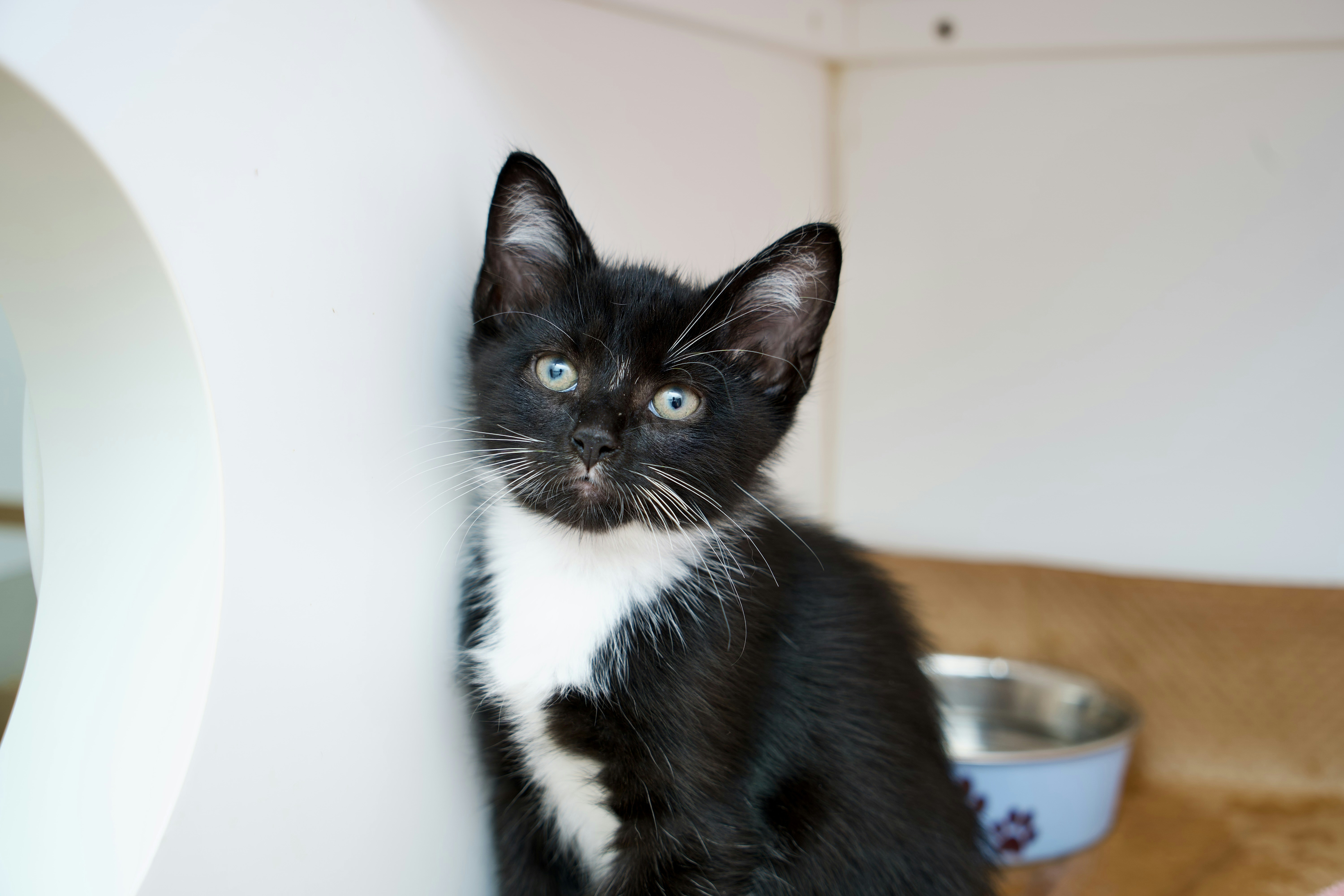 Curious Kitten in a Cozy Corner