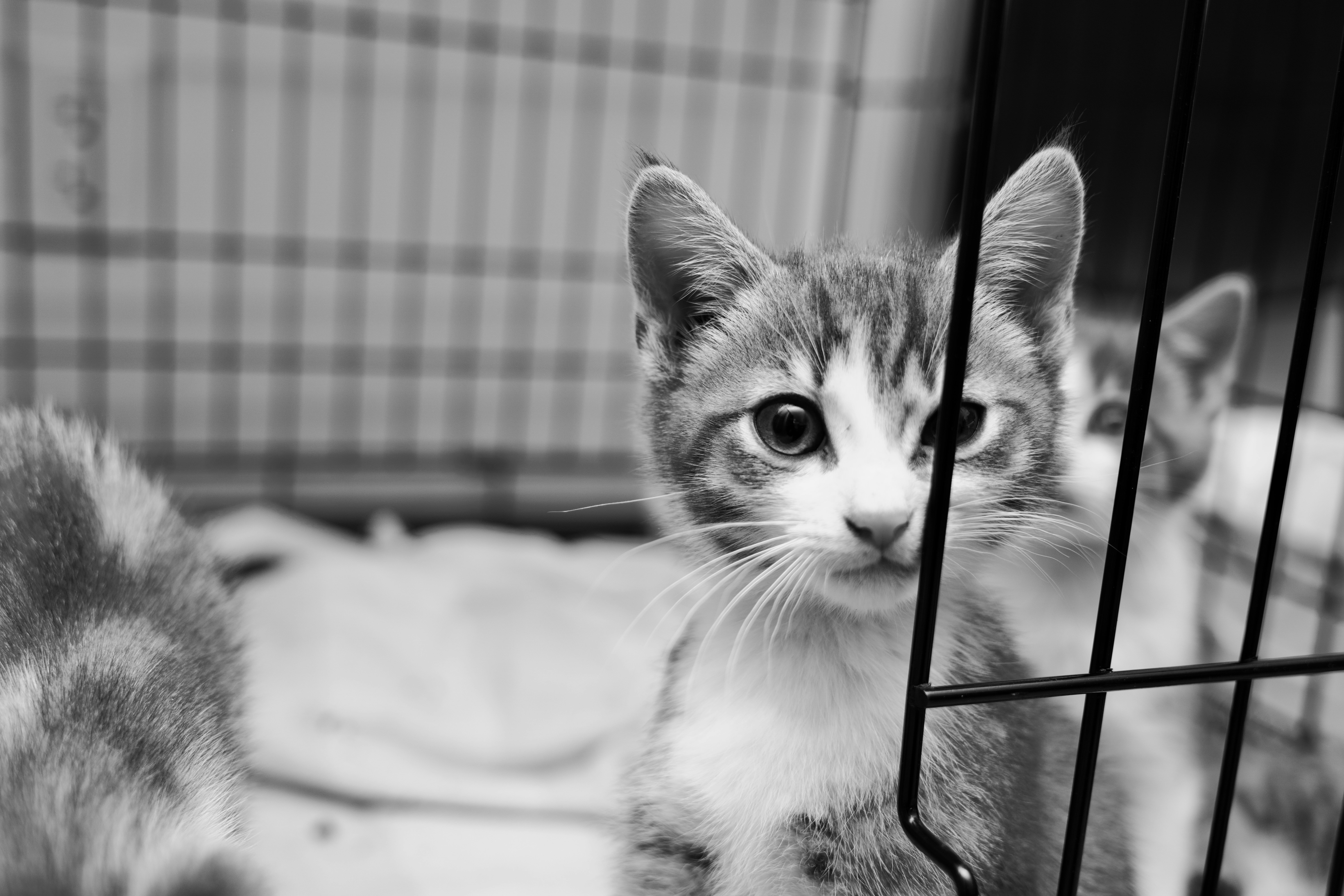 Curious Glance from the Cage: A Kitten at the Barrier