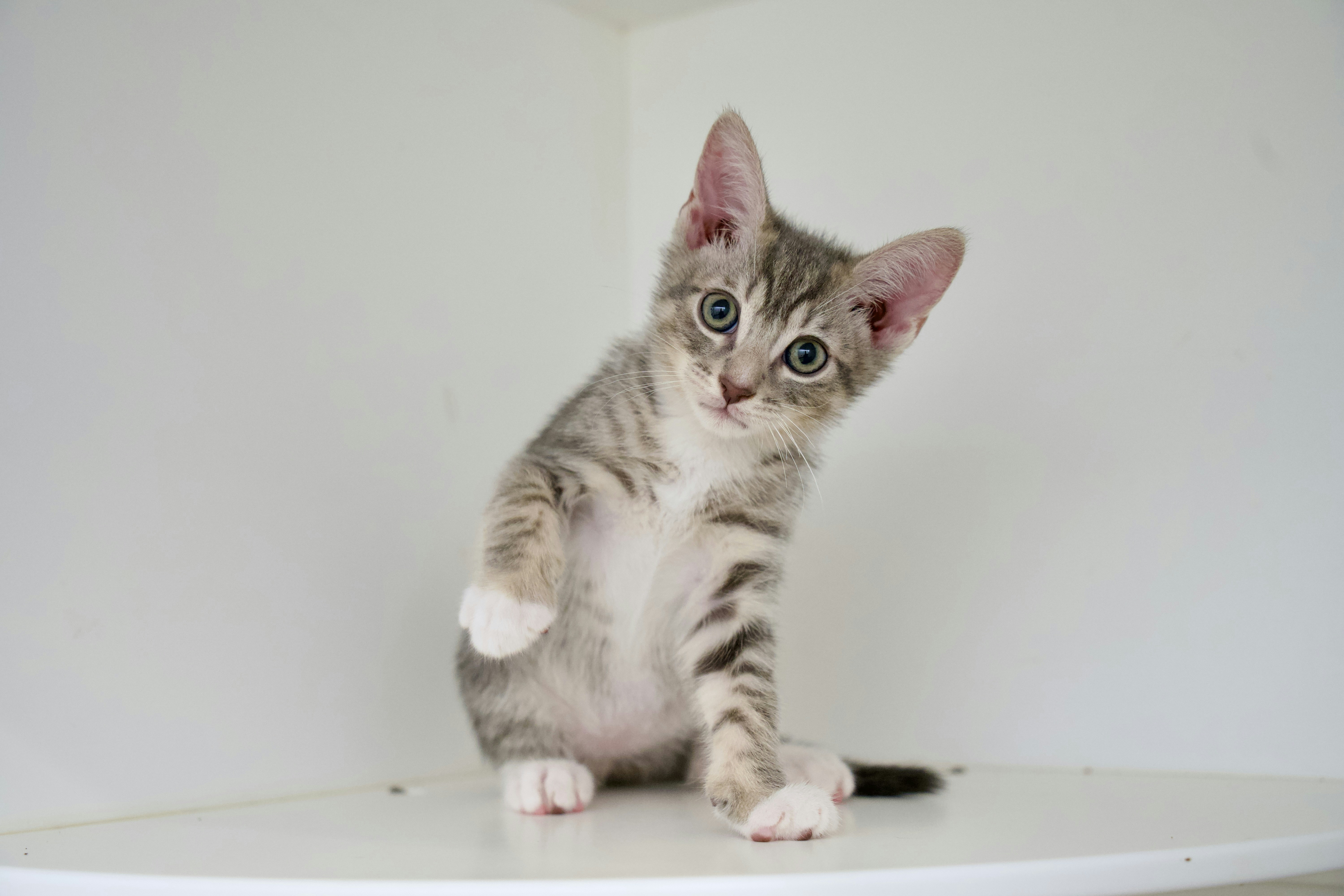 Curious Kitten Perched on a White Shelf