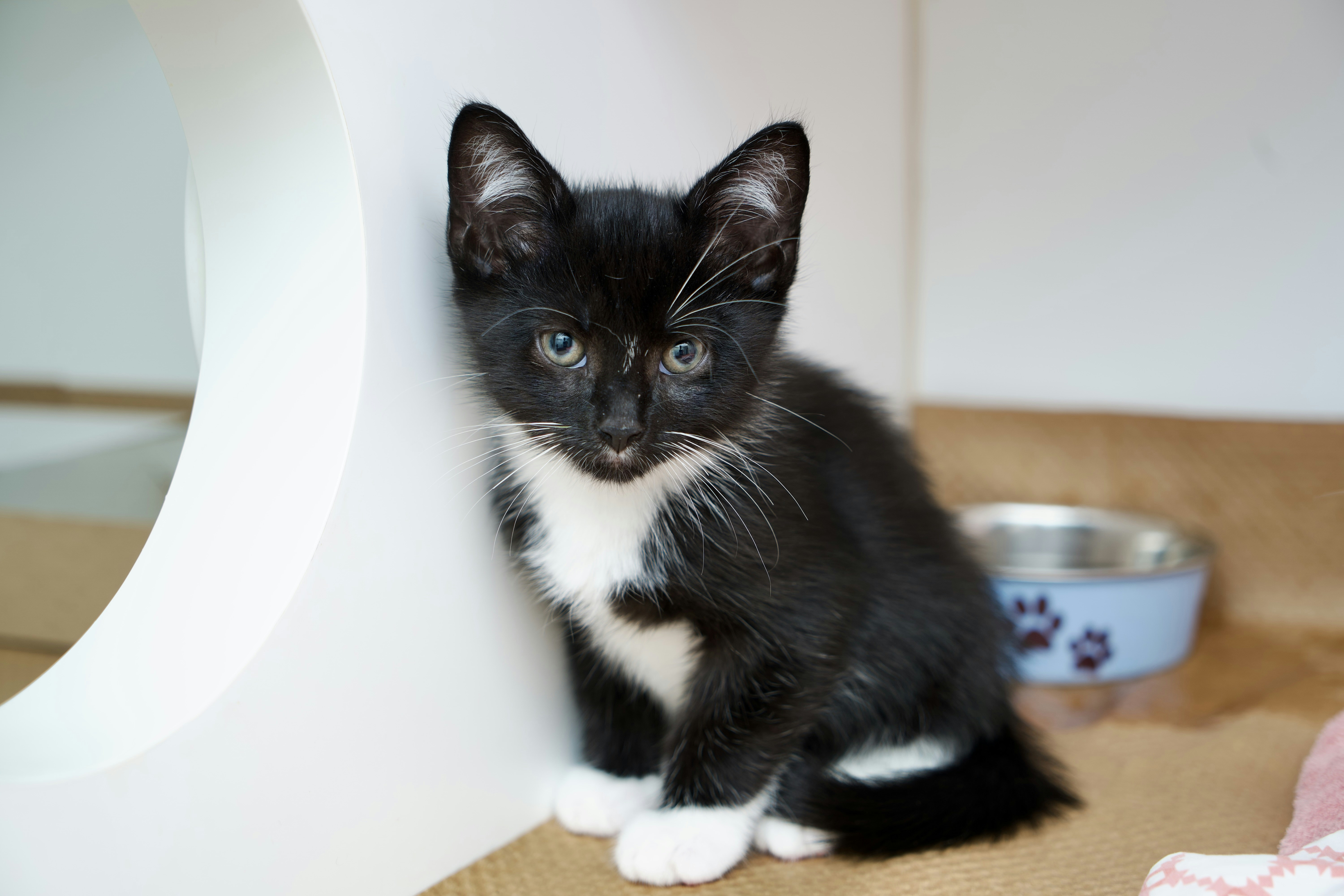 Tiny Shadow: A Curious Kitten Finds Comfort by the Cat Tree