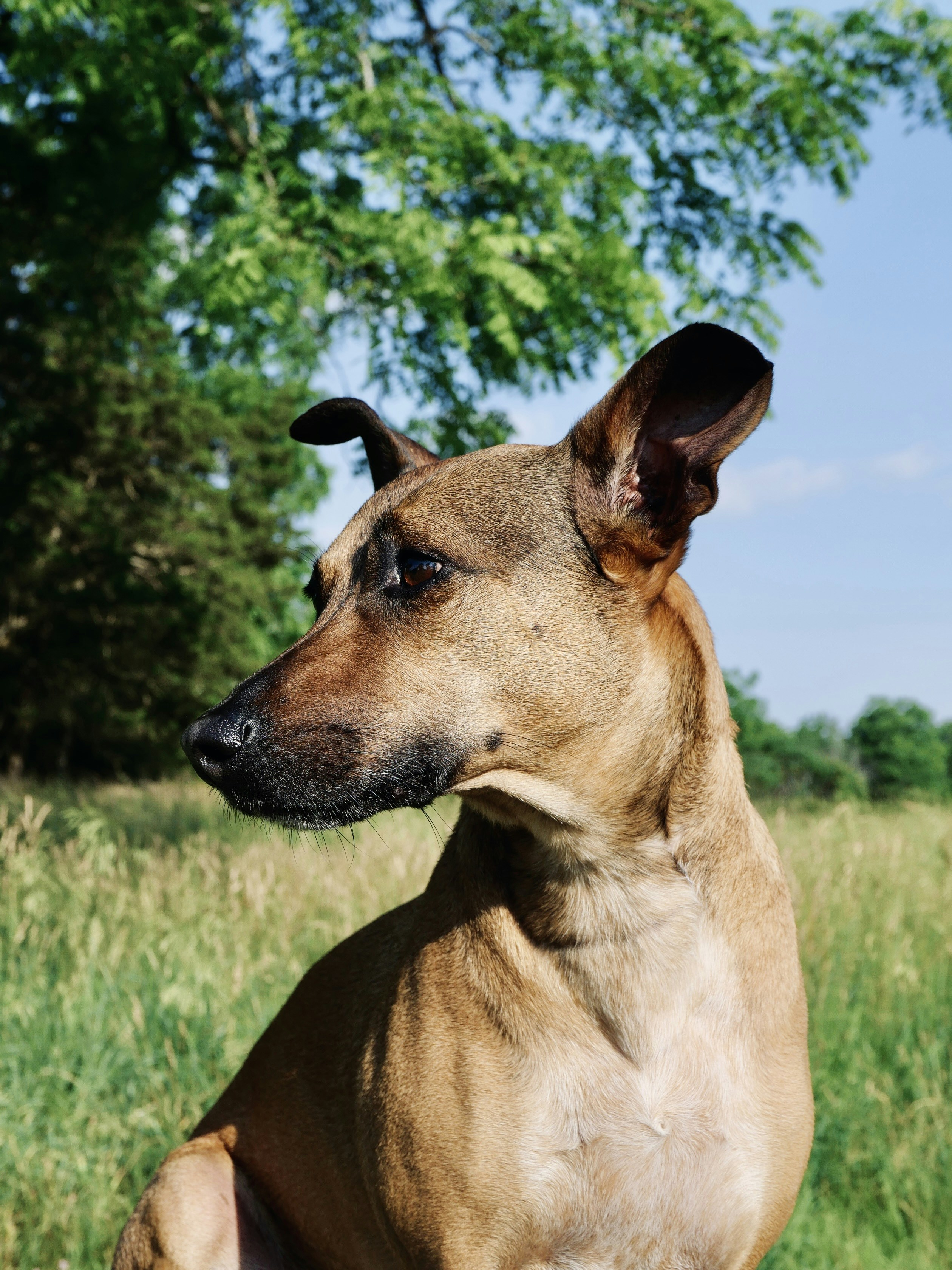Portrait of a Watchful Canine in a Sunlit Field