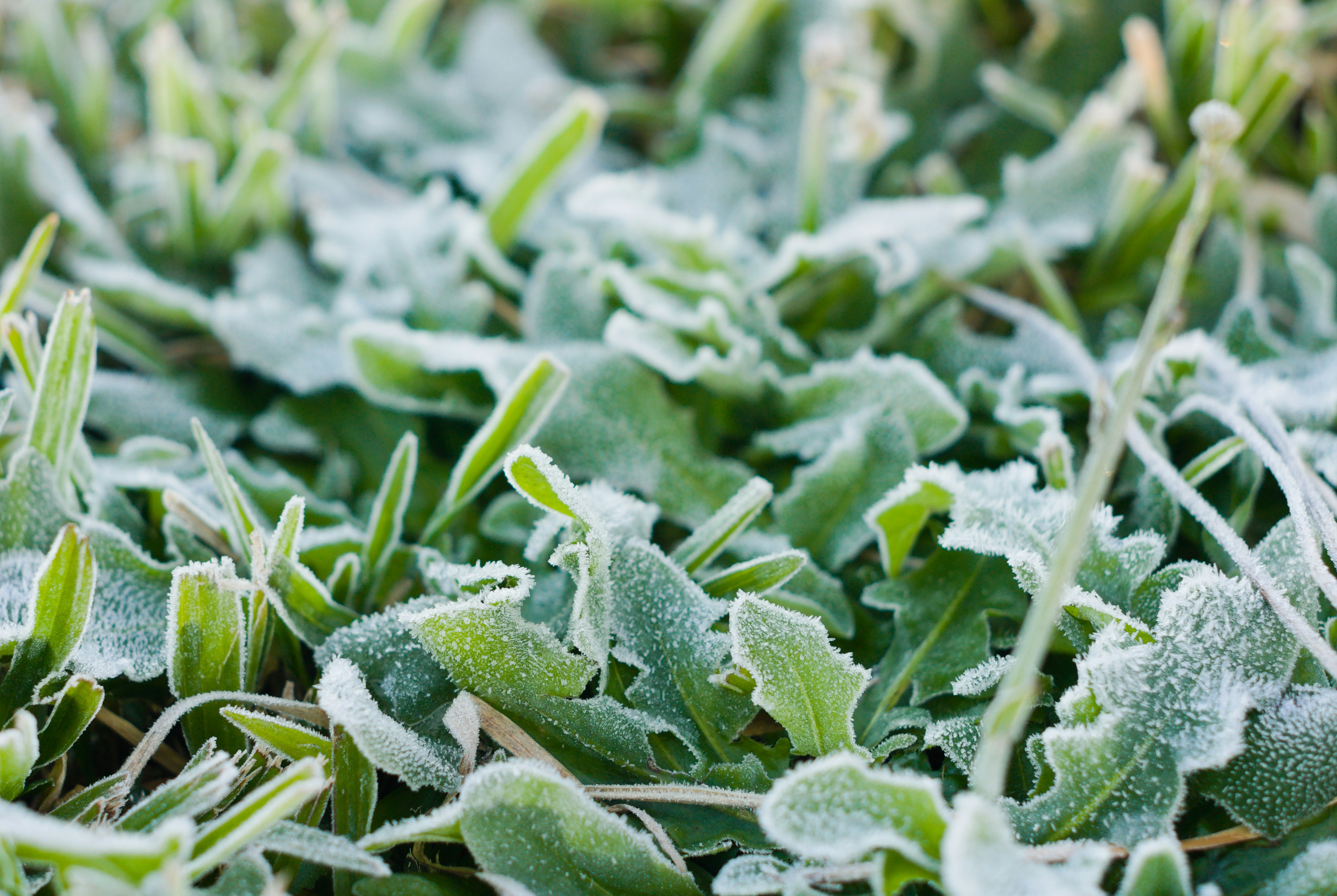 Frost-kissed Clover: A Quiet Meadow in Cold Light