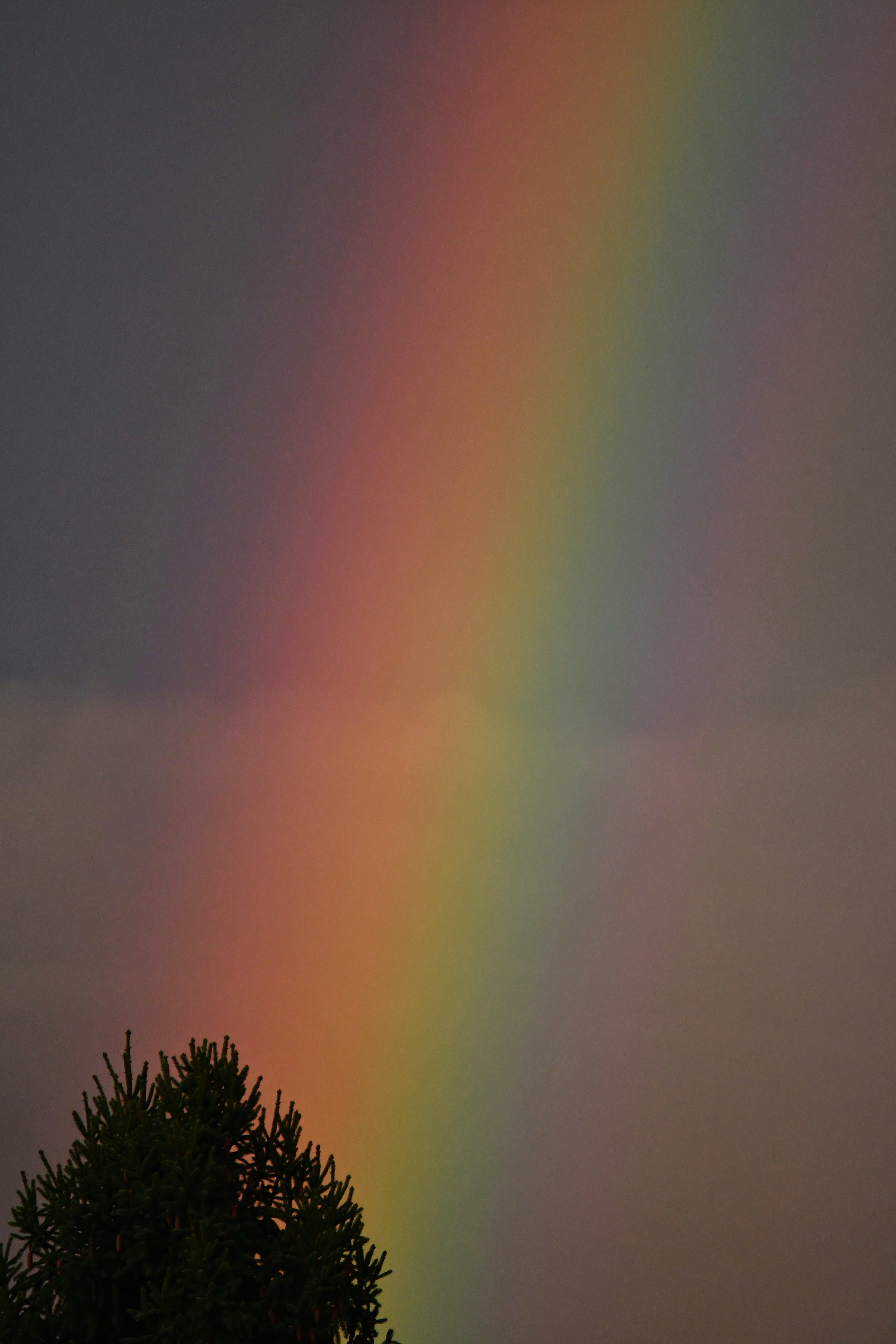 Rainbow Arc Over Silhouetted Pine Canopy