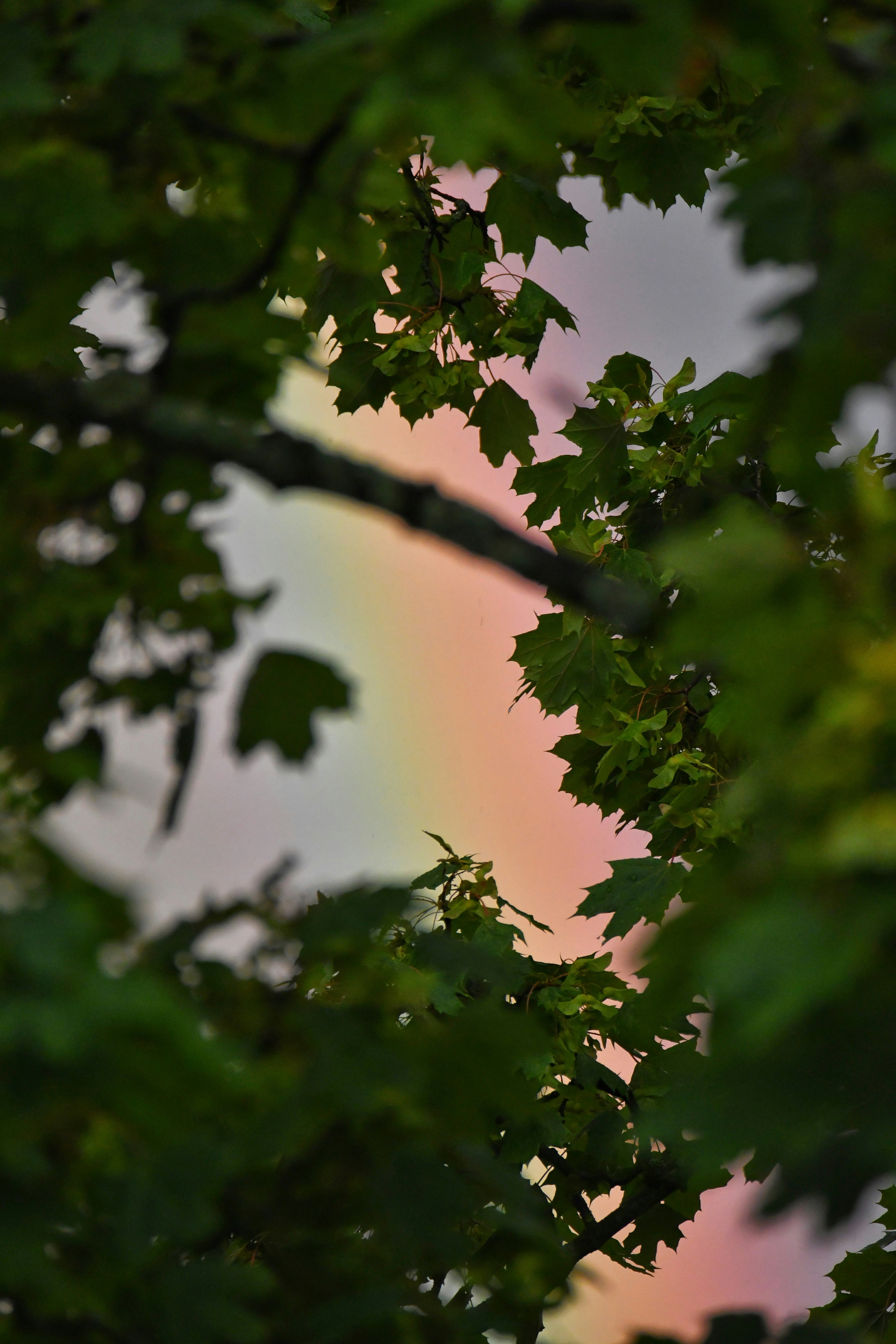 Emerald Frame: Leaves Framing a Rainbow