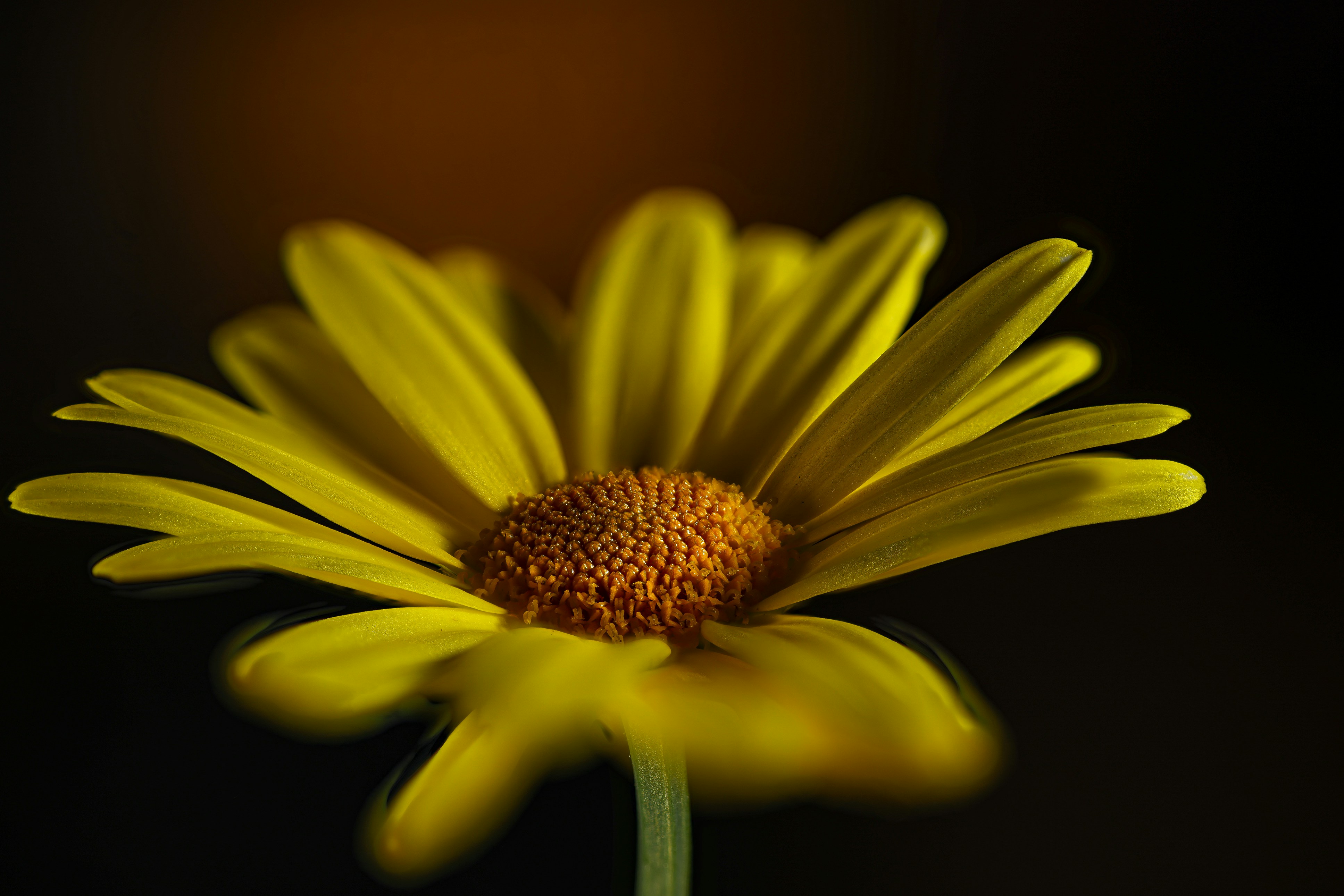 Golden Center: A Close-up of a Sunlit Daisy in Focus