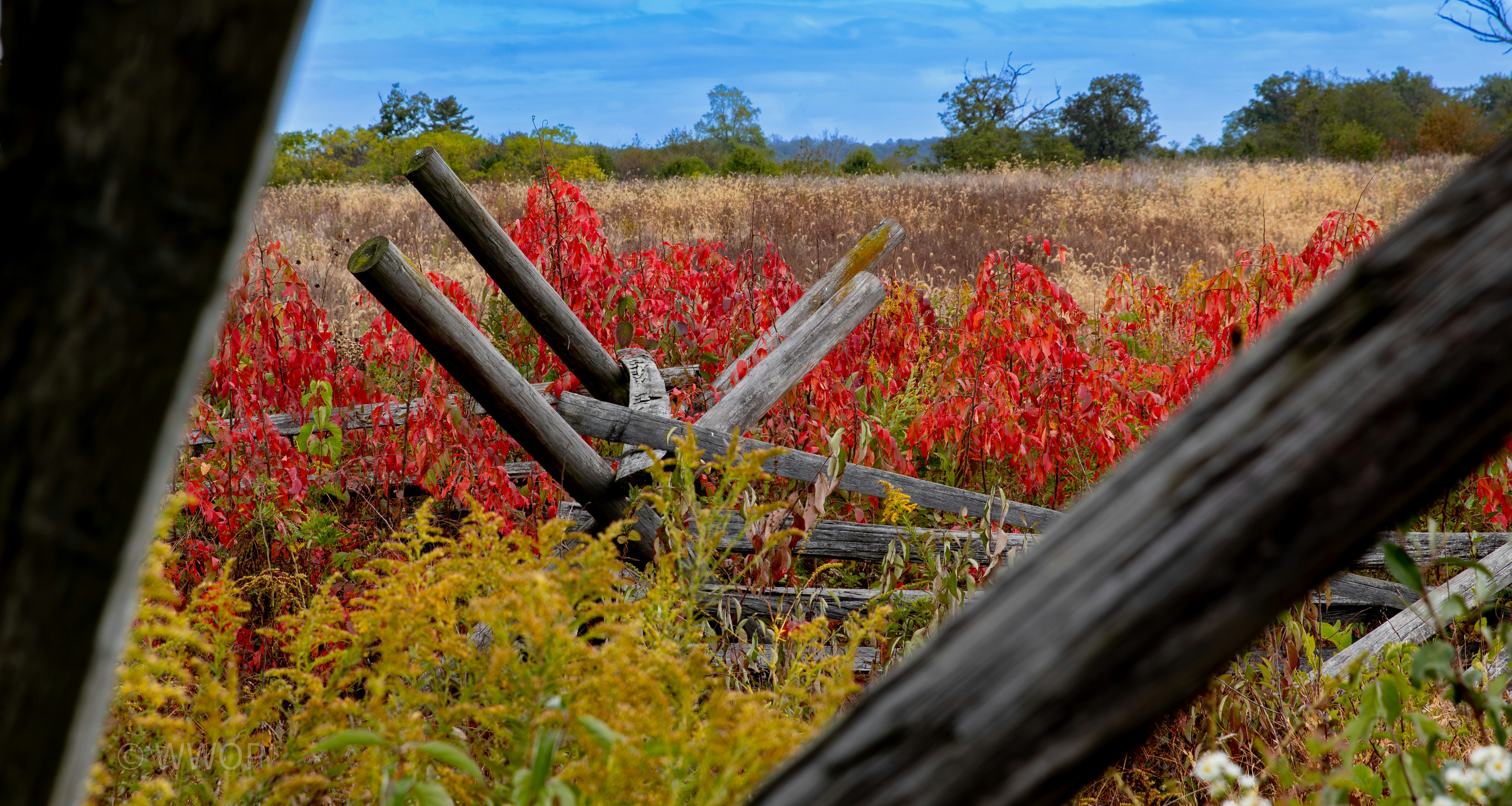 Red Meadow Framing: A Weathered Fence Through Autumn Bloom