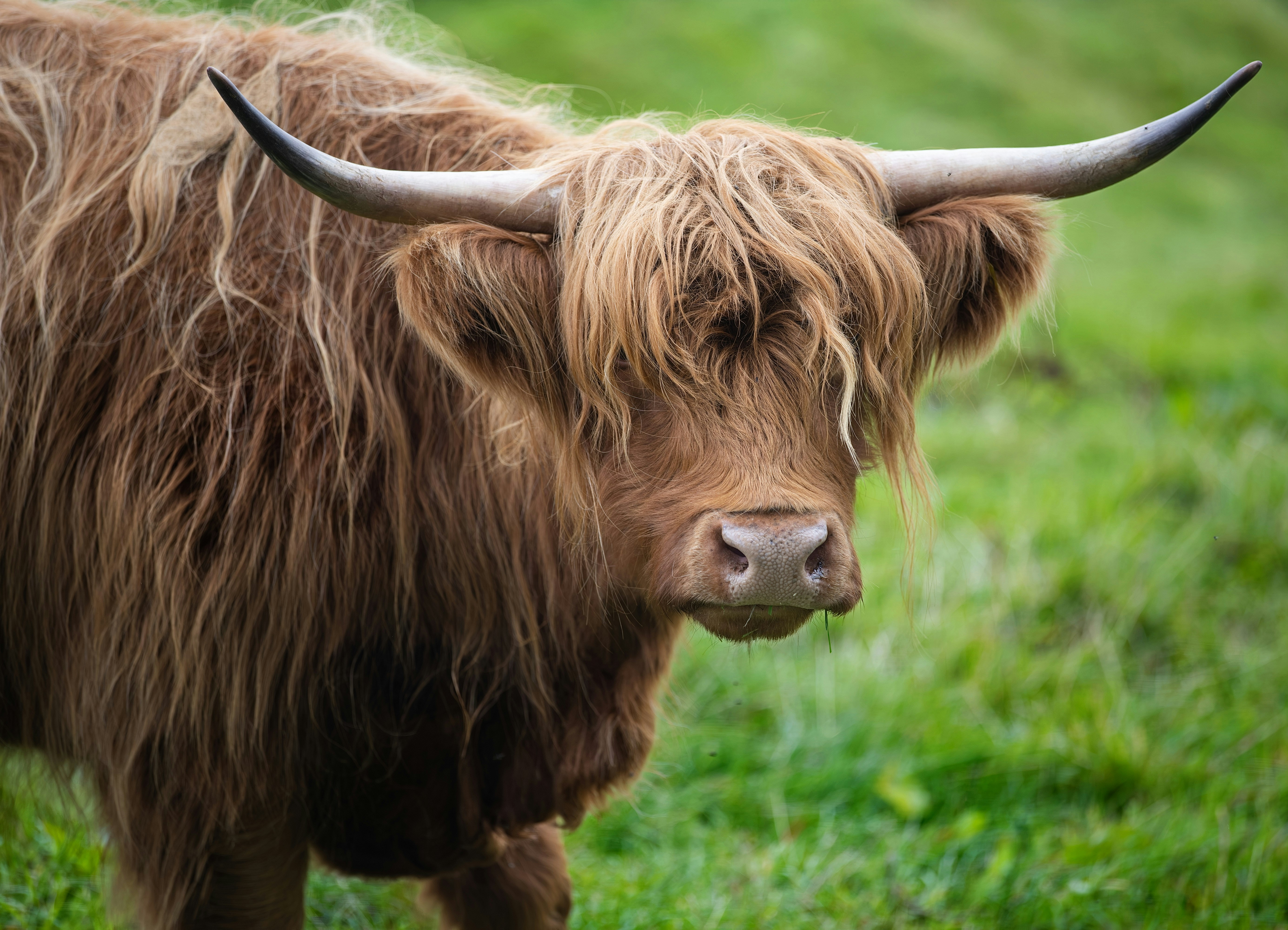 Masked in Meadow: A Highland Highlander Meets the Lens
