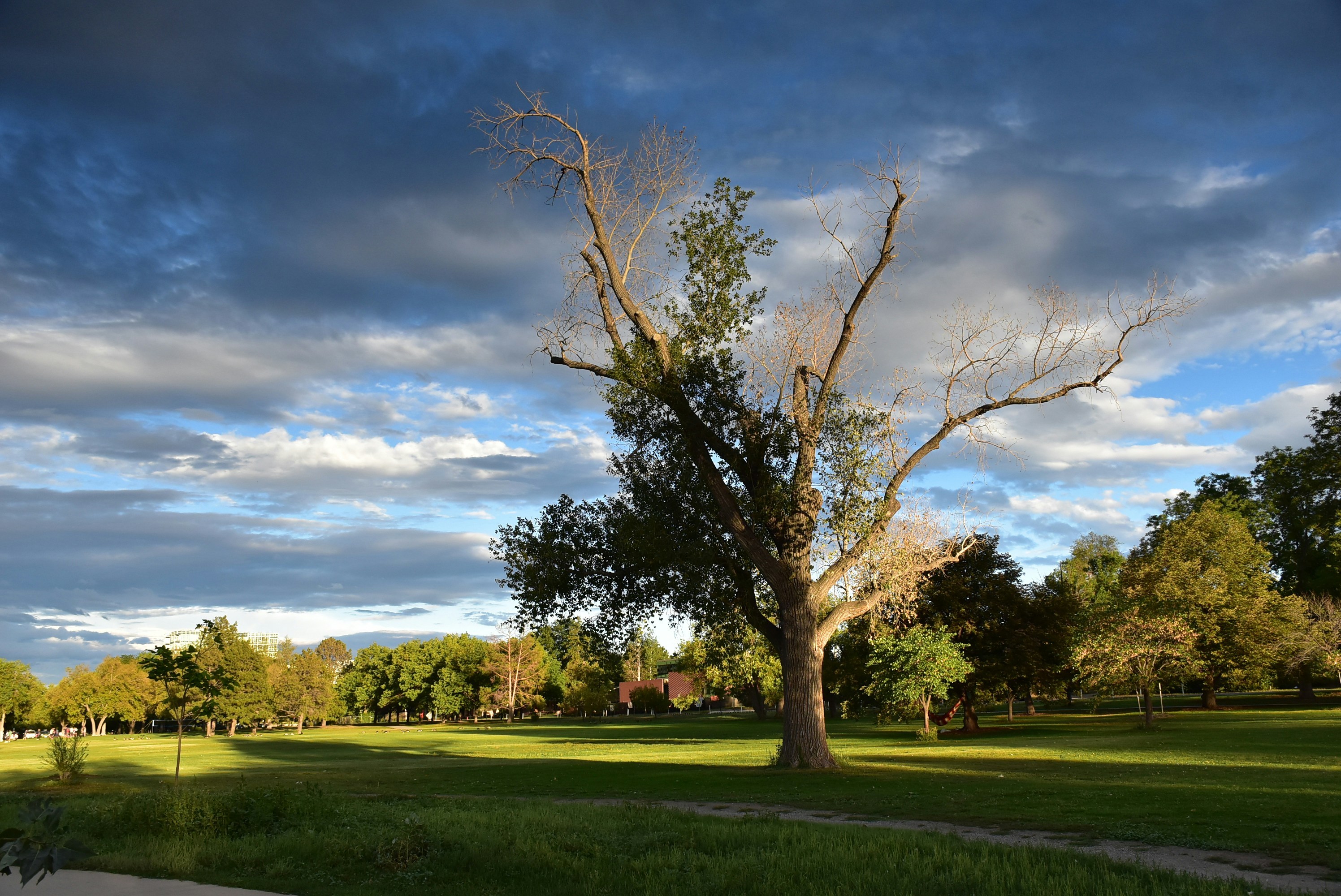The Lone Tree Crowned by a Sky-Wold of Clouds
