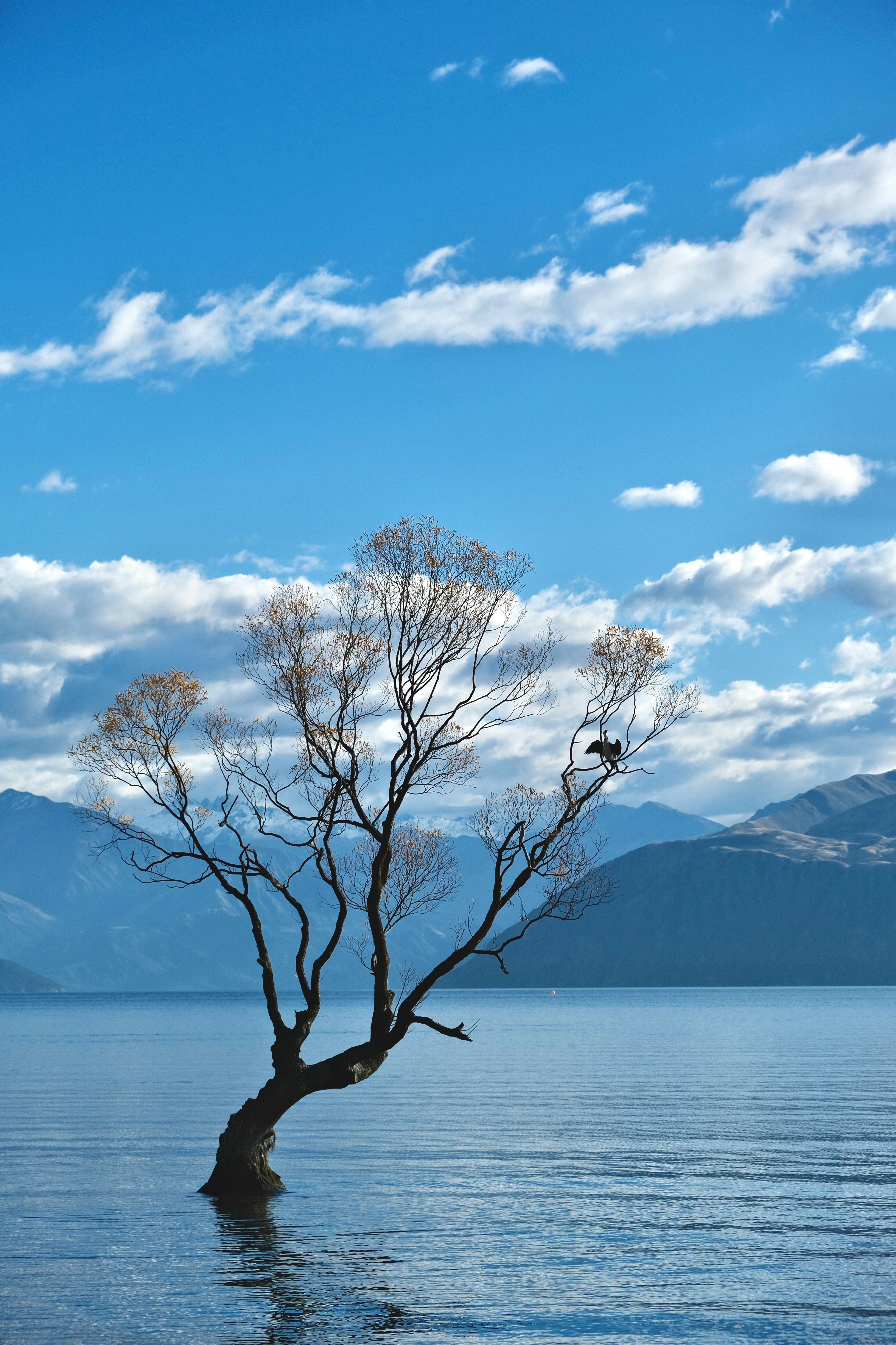Solitary Bonsai in a Vast Blue Mirror