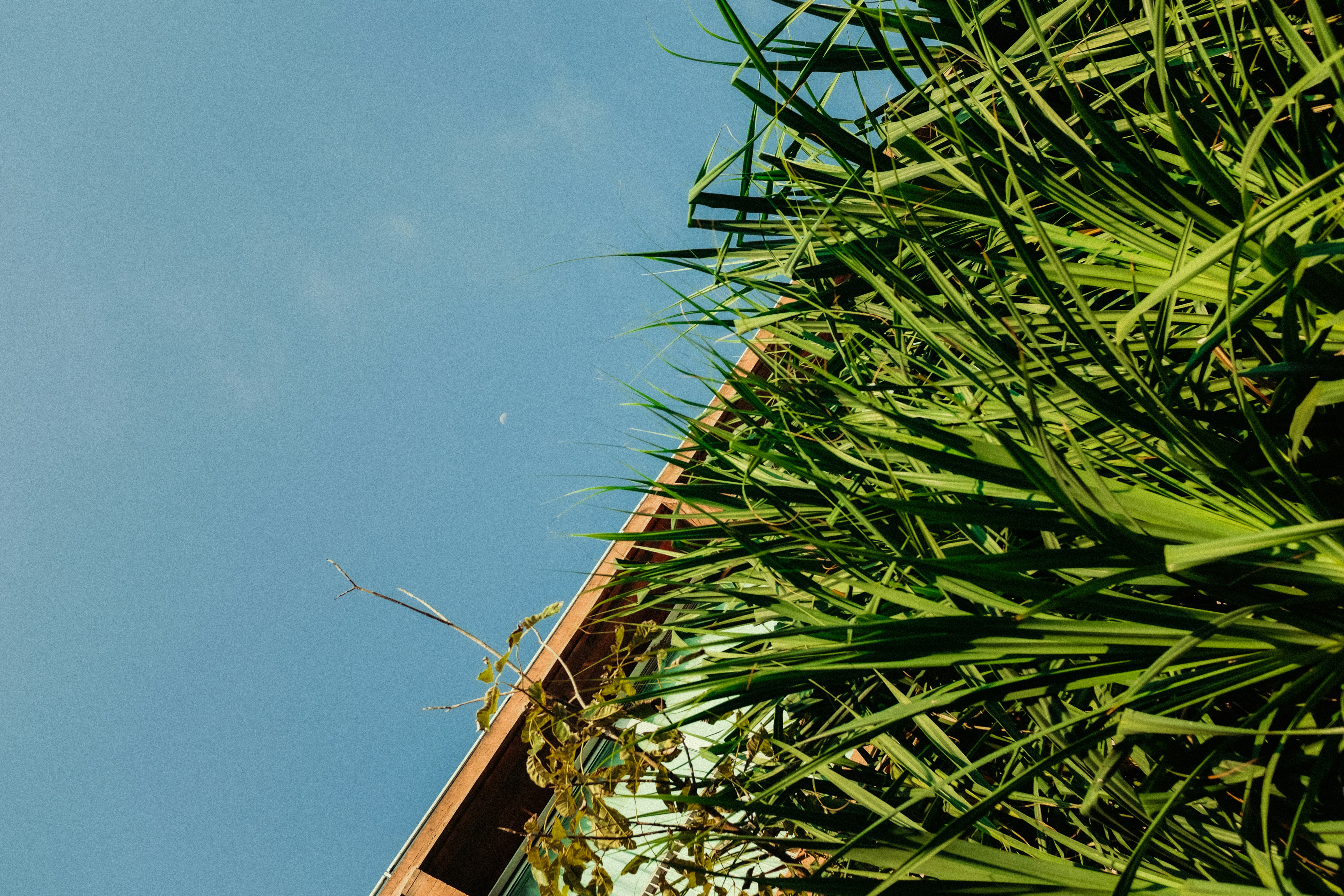 Blue Sky Over a Corner of a Roof with Sharpened Green Foliage