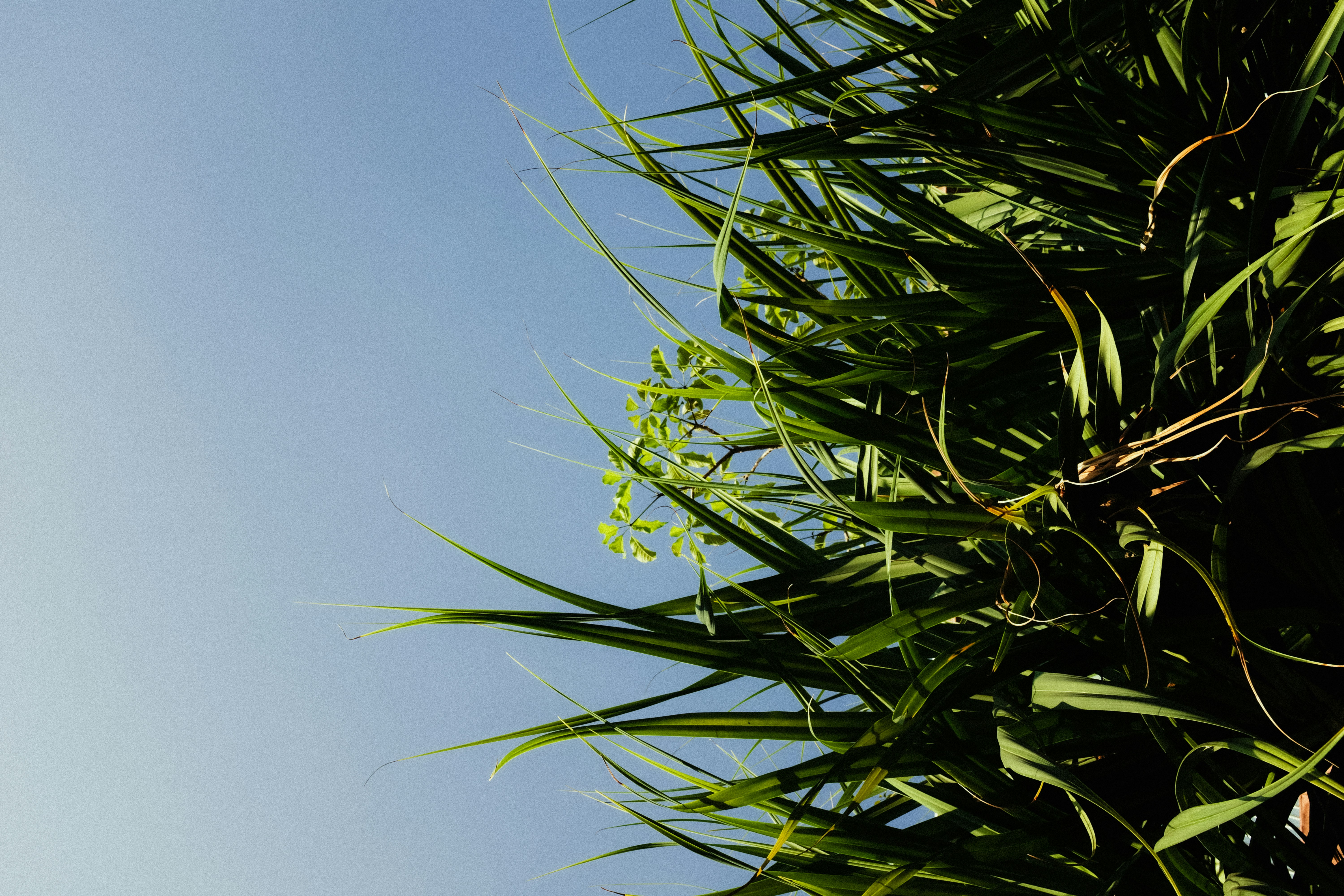 Desert Plant Crown against a Clear Sky