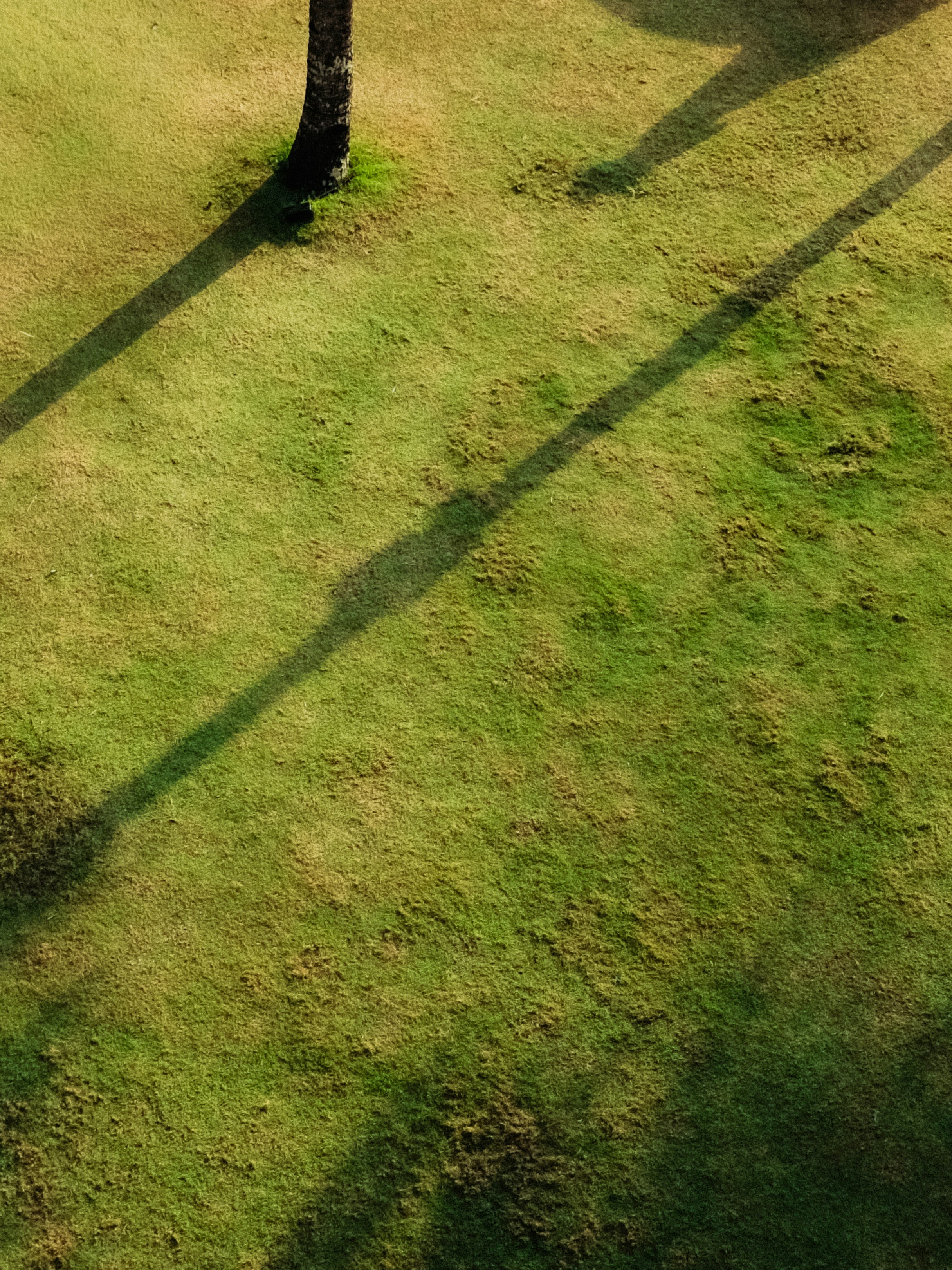 Shadows From Above: A Playful Field of Grass and Long Tree Trunks