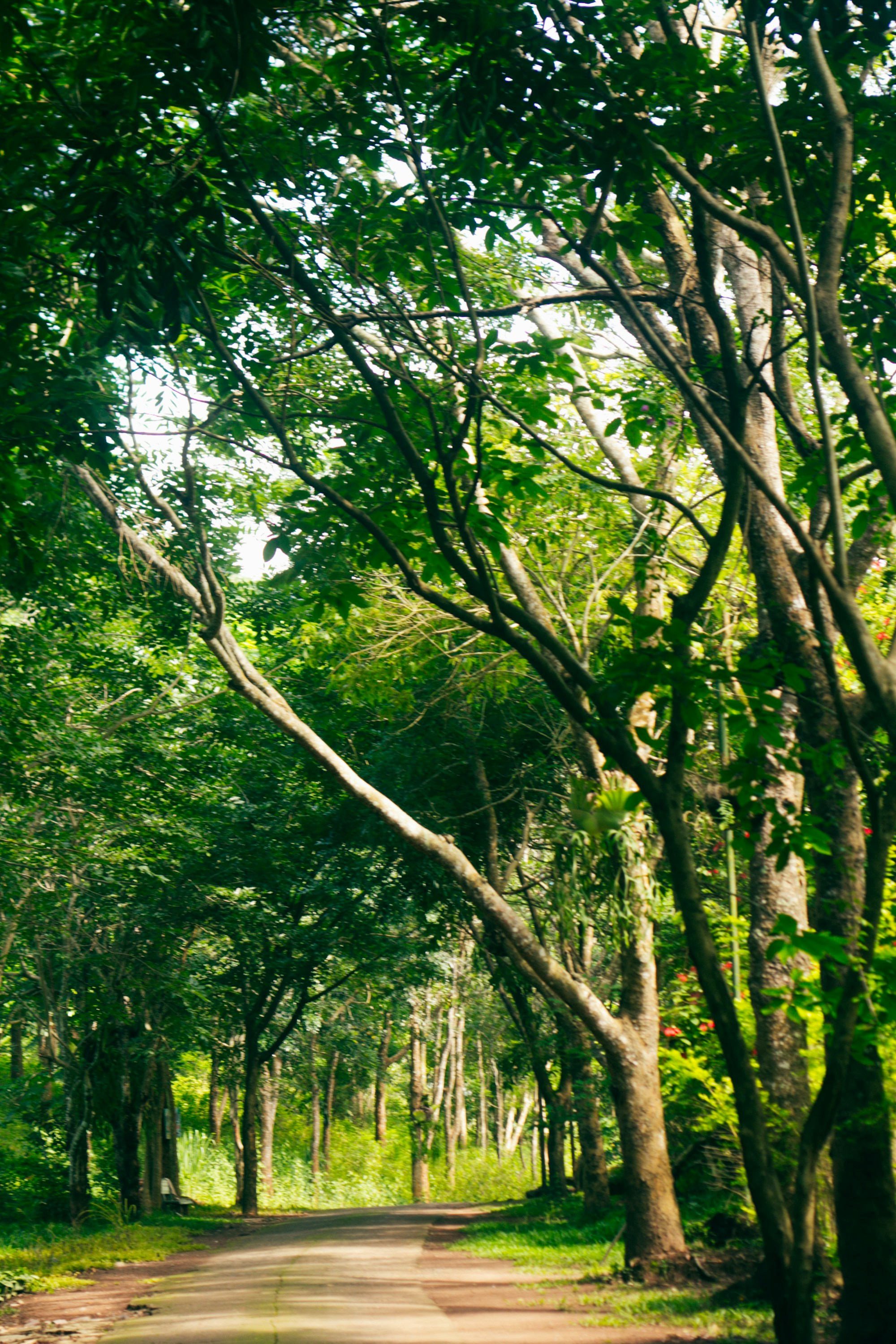 Canopy Corridor: A Tree-Lined Path into Light